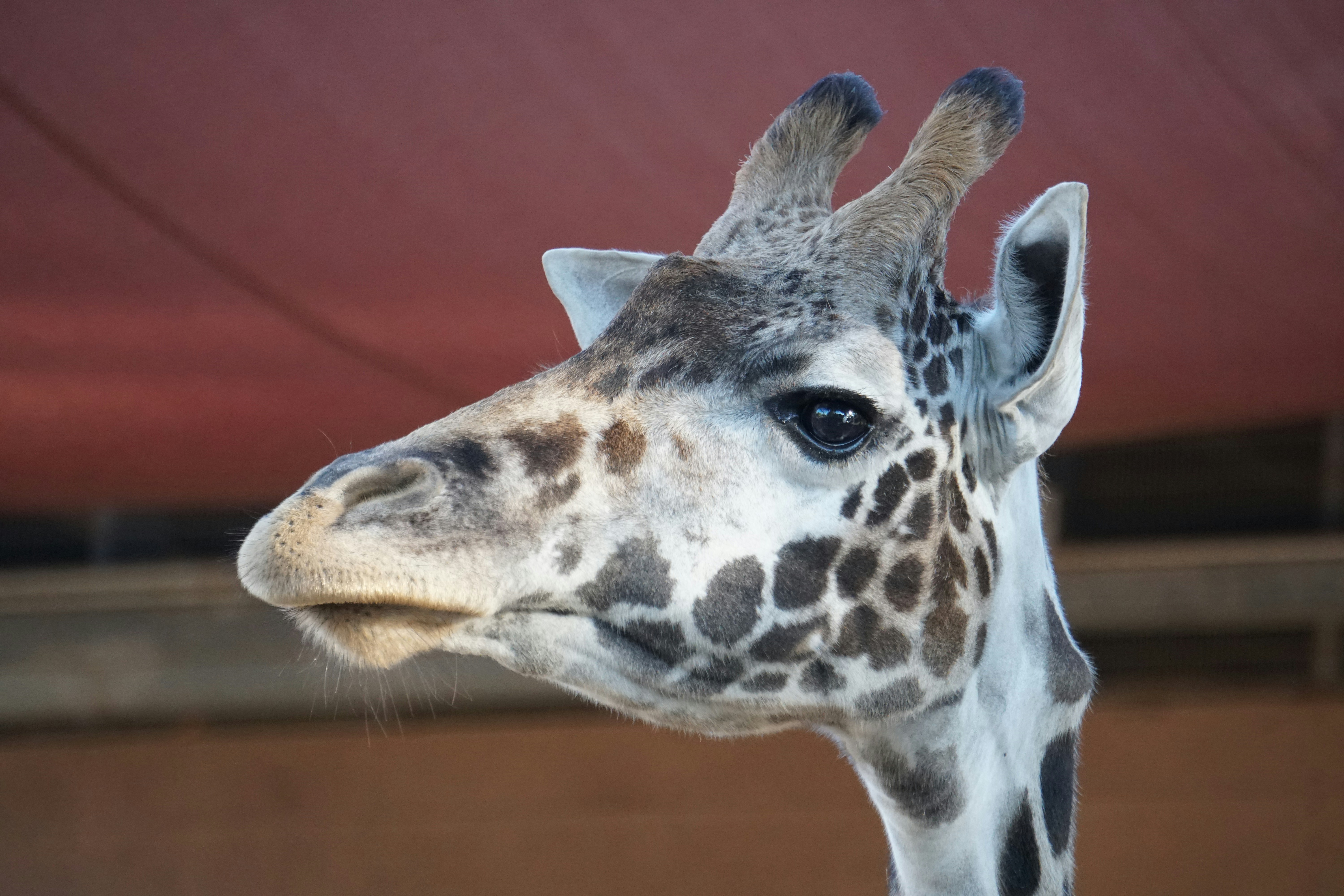 Gentle Gaze: Giraffe profile against a warm enclosure