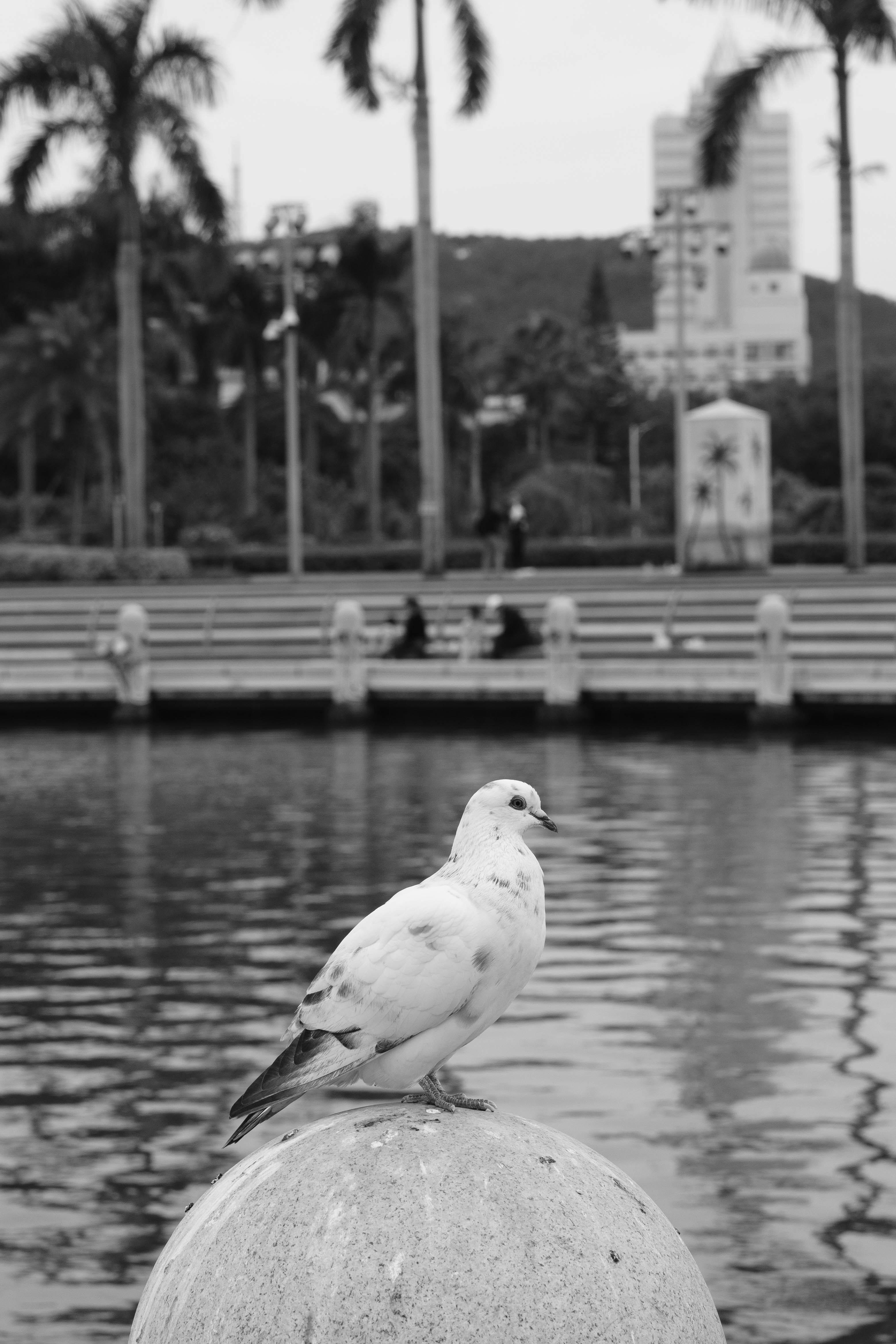 Pigeon on a Marble Dome: Quiet Waterfront Portrait in Monochrome