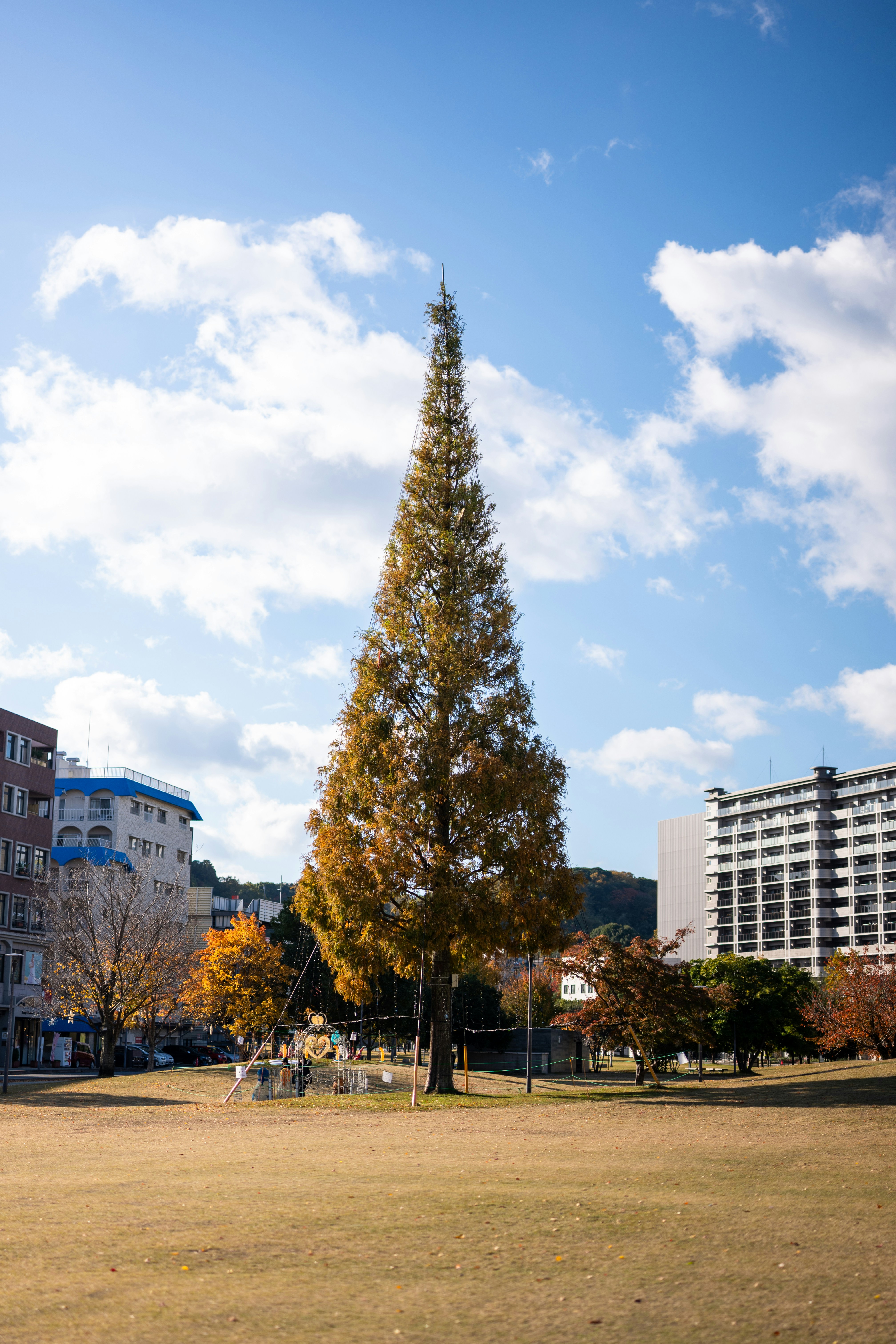 Skyward Cedar in an Urban Park Under a Bright Autumn Sky