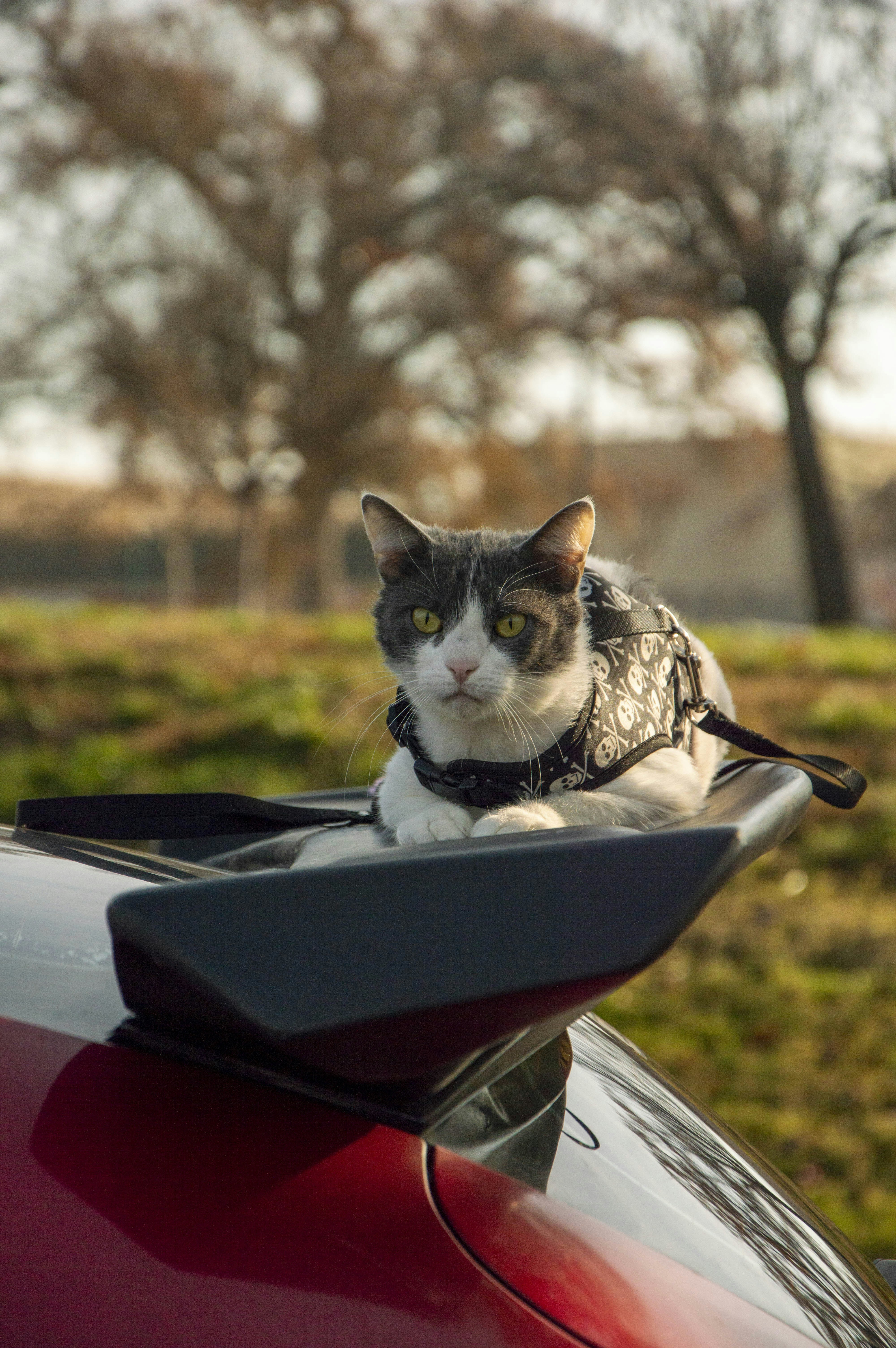 Whiskers on the Spoiler: a Dusk Portrait of a Parkside Cat