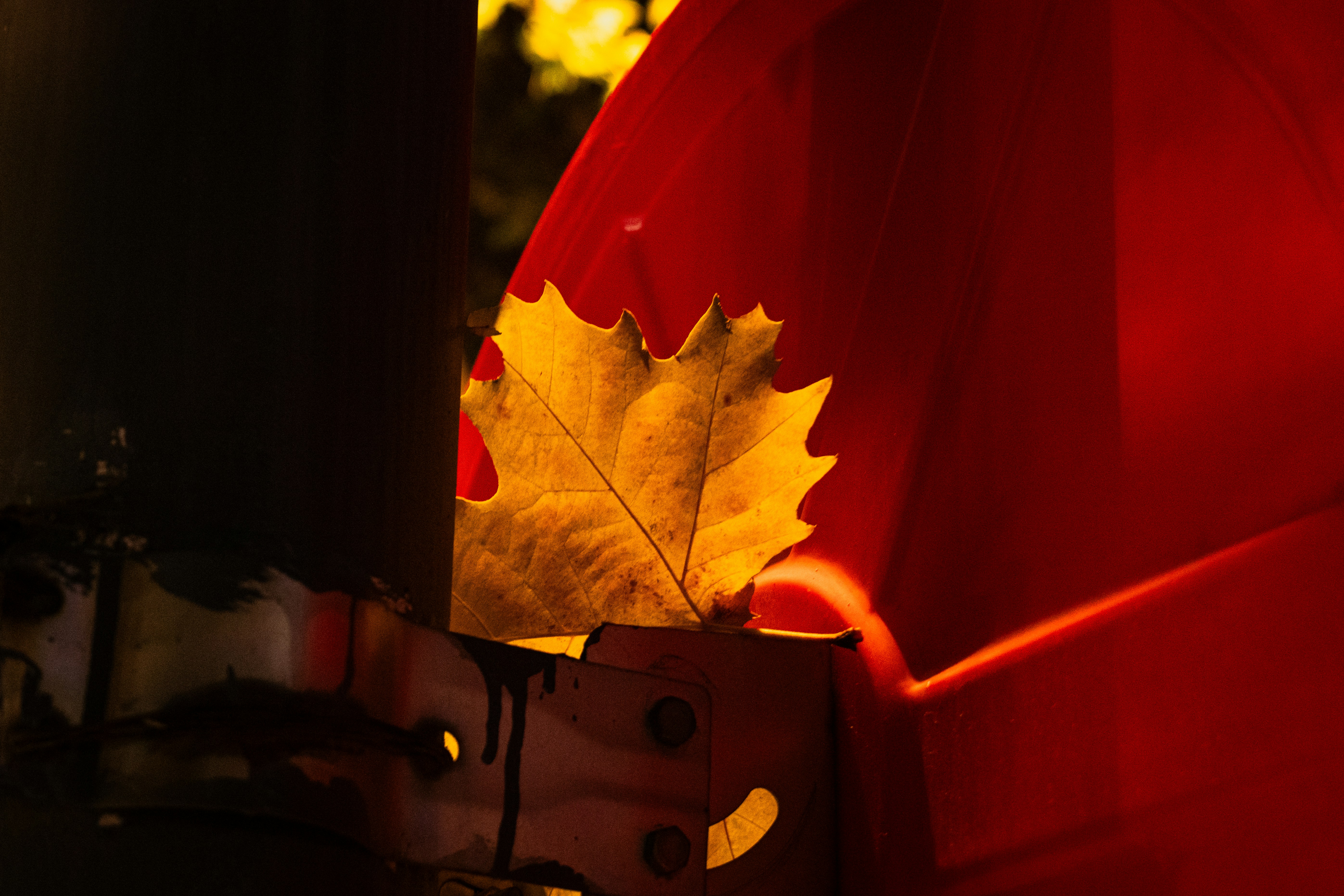 Backlit Autumn Leaf Between Steel Shadow and Warm Red Fabric