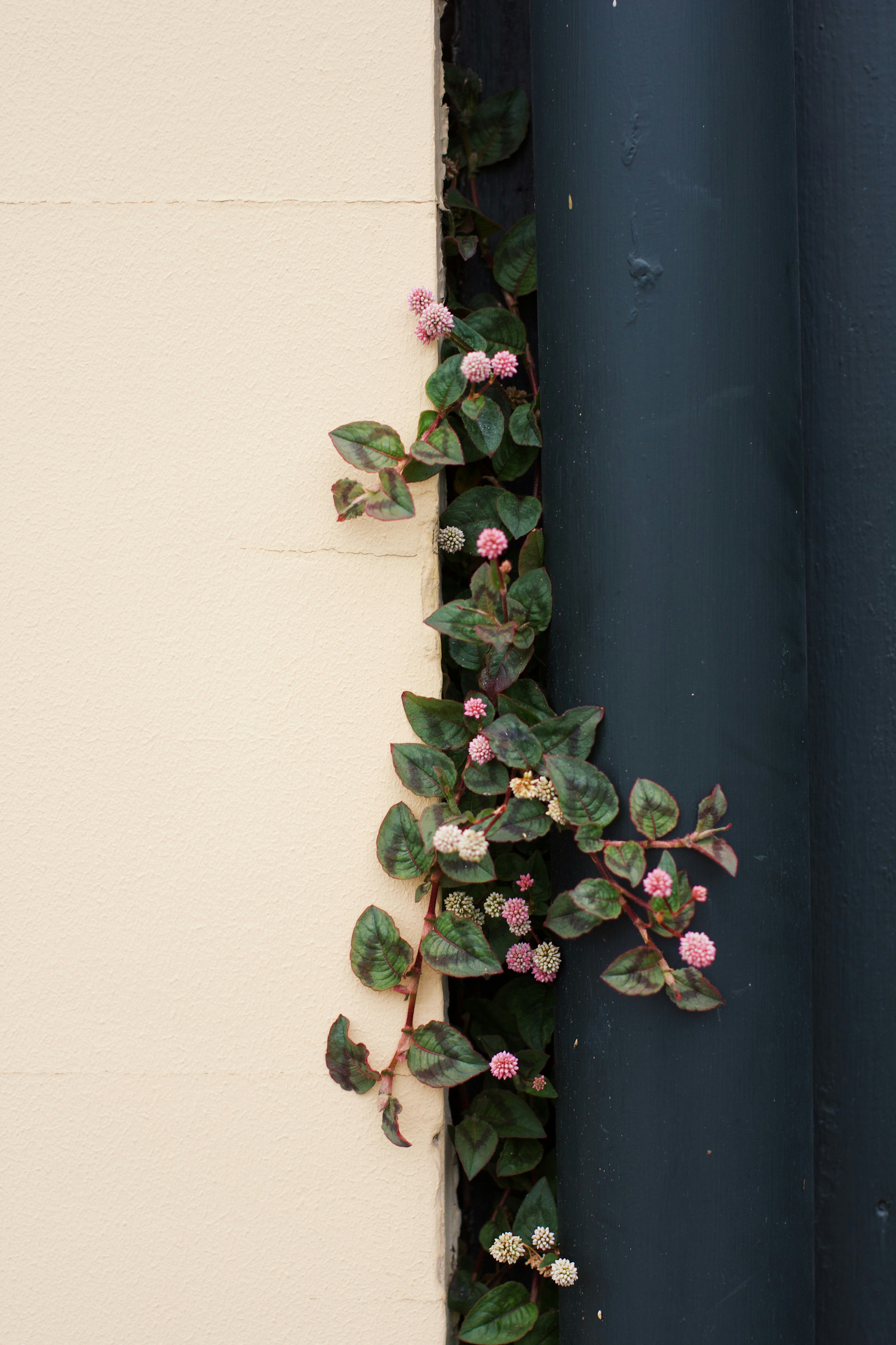 Nature's Subtle Embrace of Urban Structures