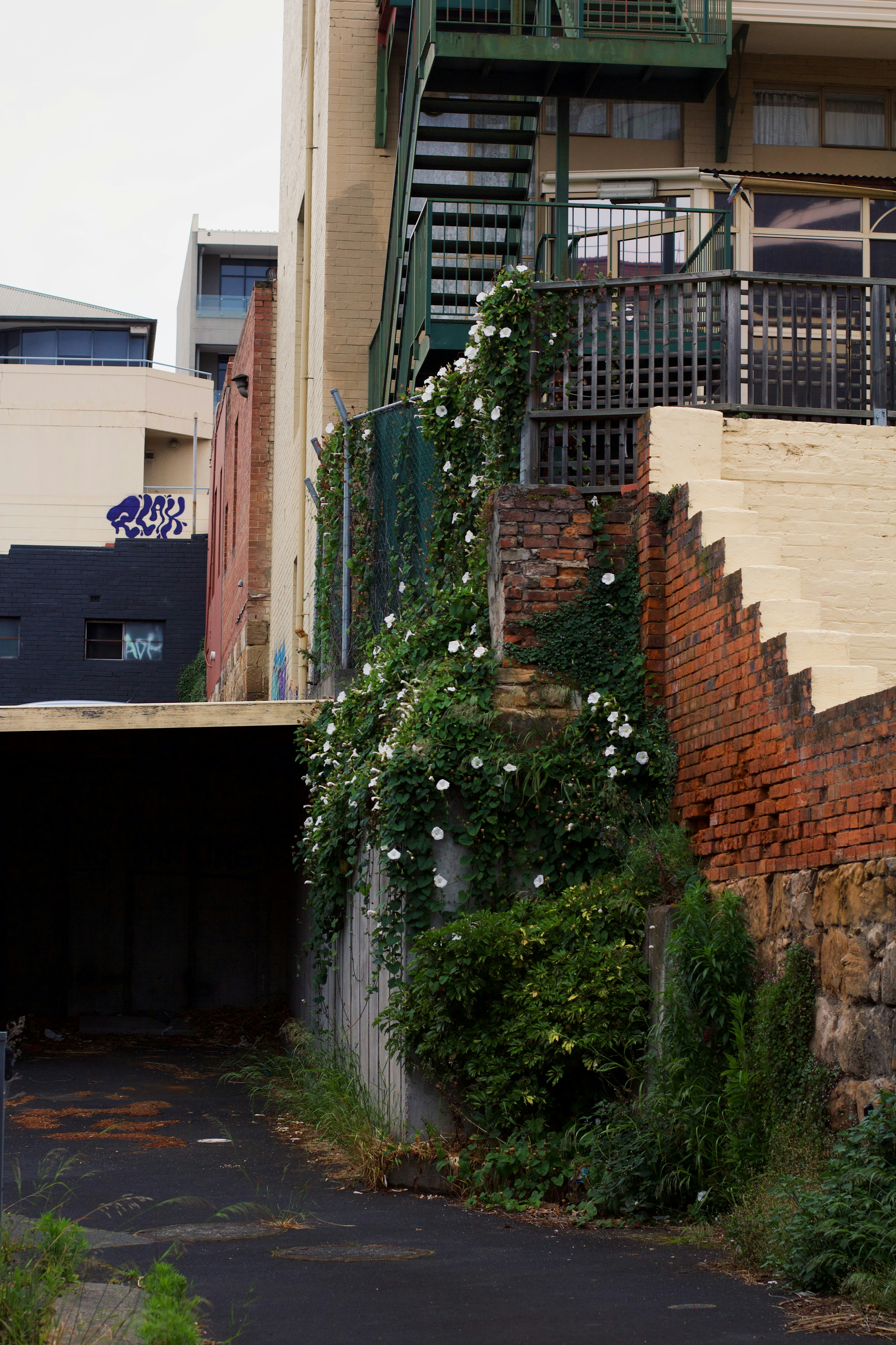 White Roses on Weathered Brick in a Quiet Back-Alley Scene