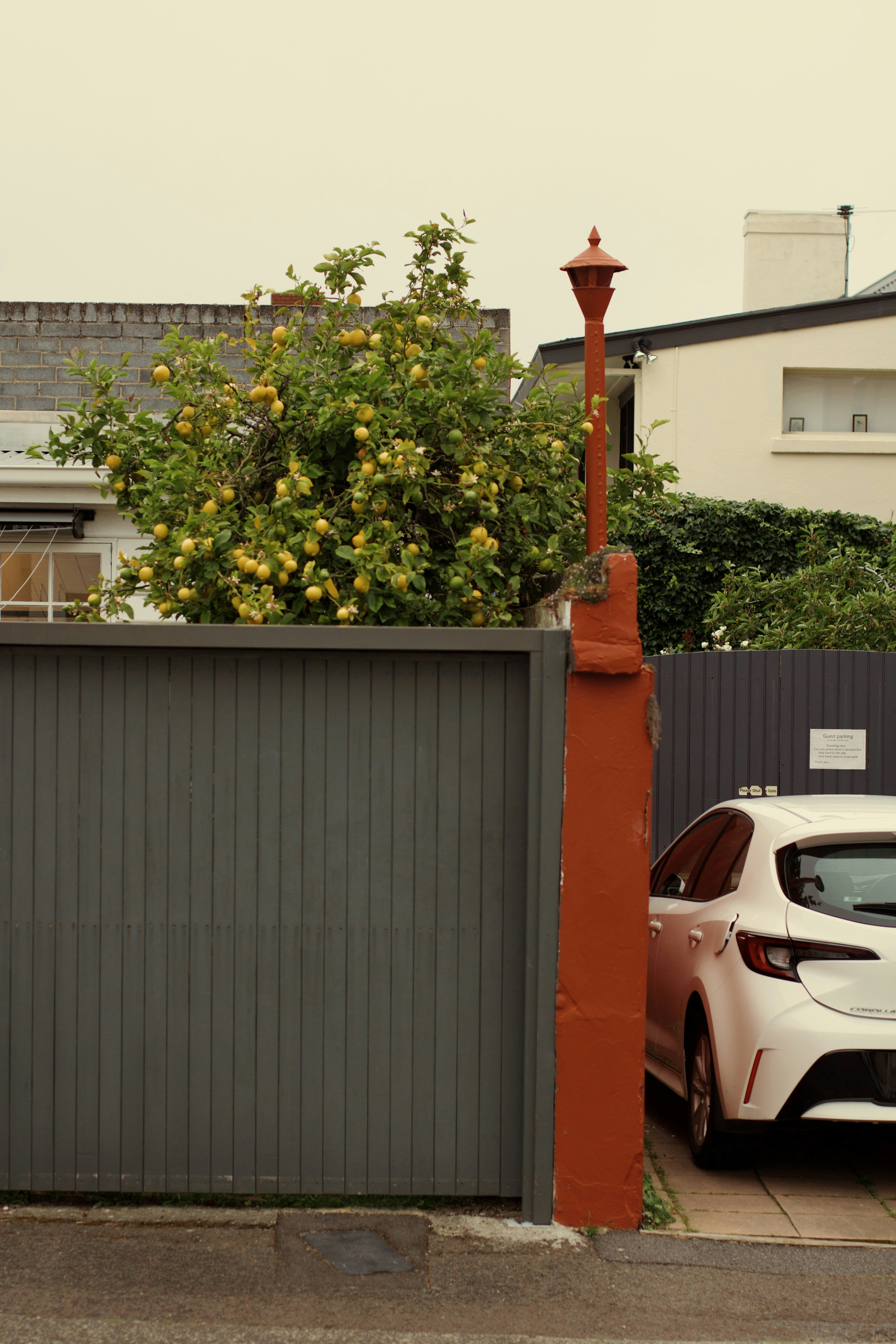Lemons Over the Gate: Citrus Glimpse Beyond an Urban Fence