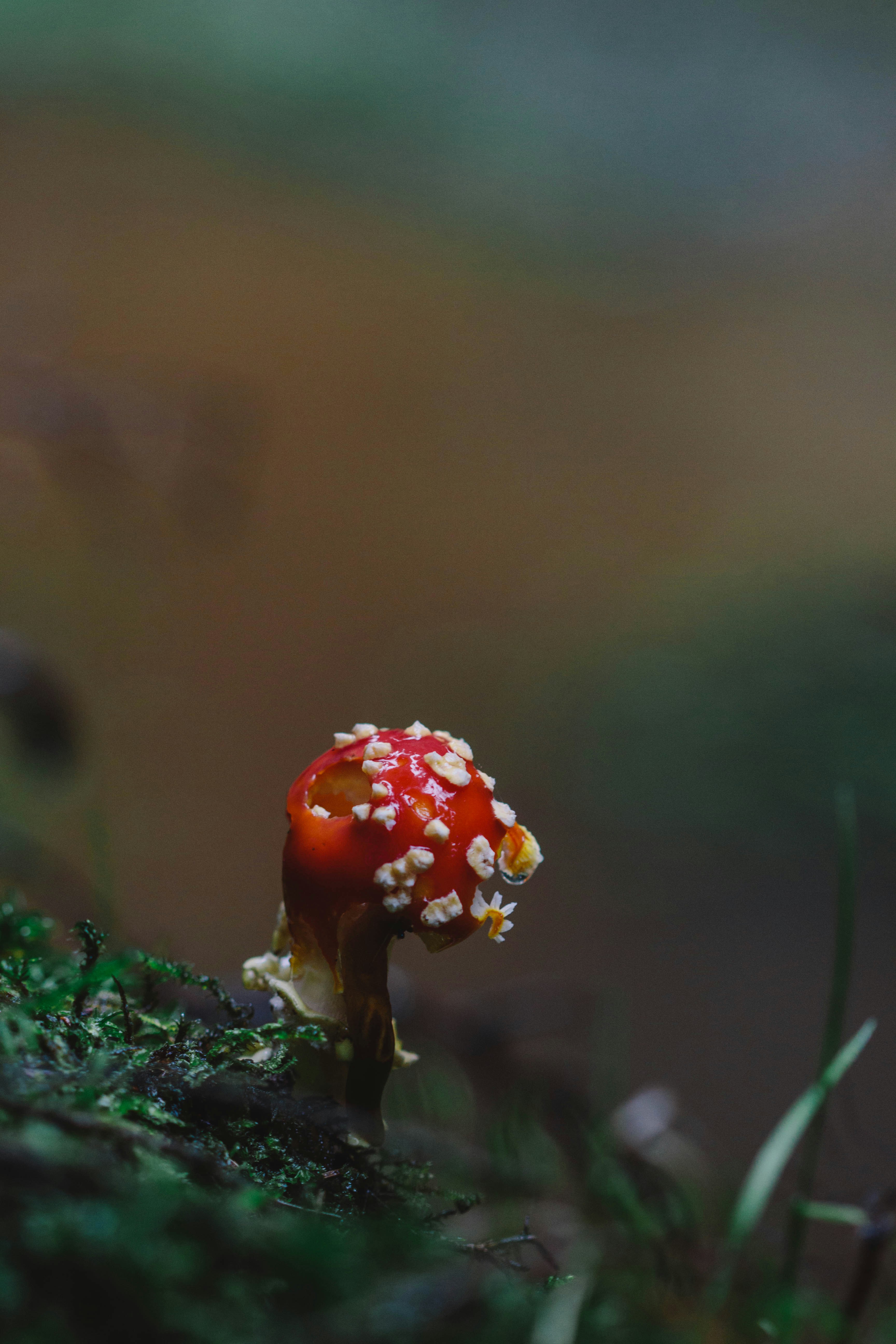 Red-capped Mushroom with Perennial Moss: A Tiny Forest Moment