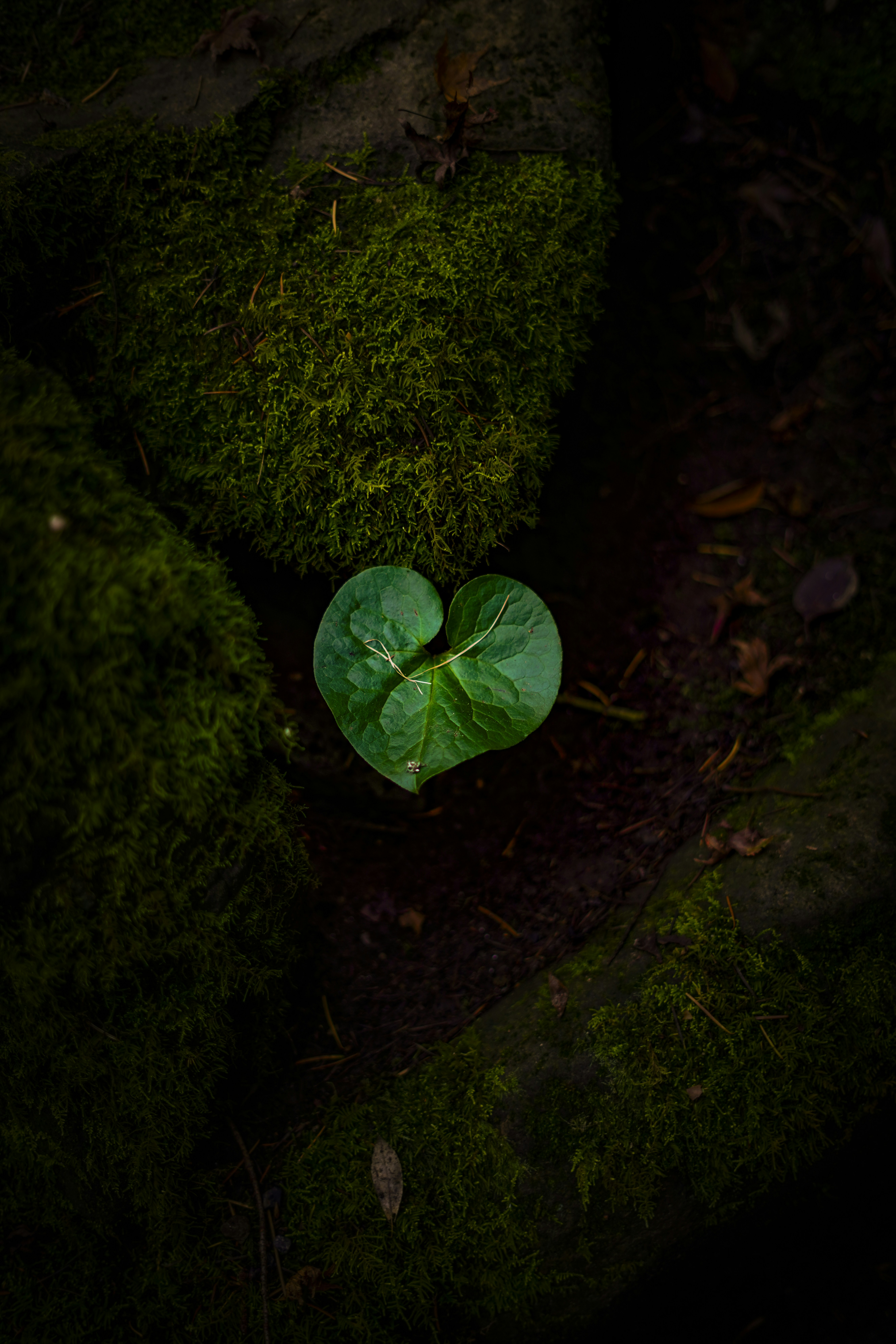 Anahata - by Emily Kennett - Wellbeing and Wonder