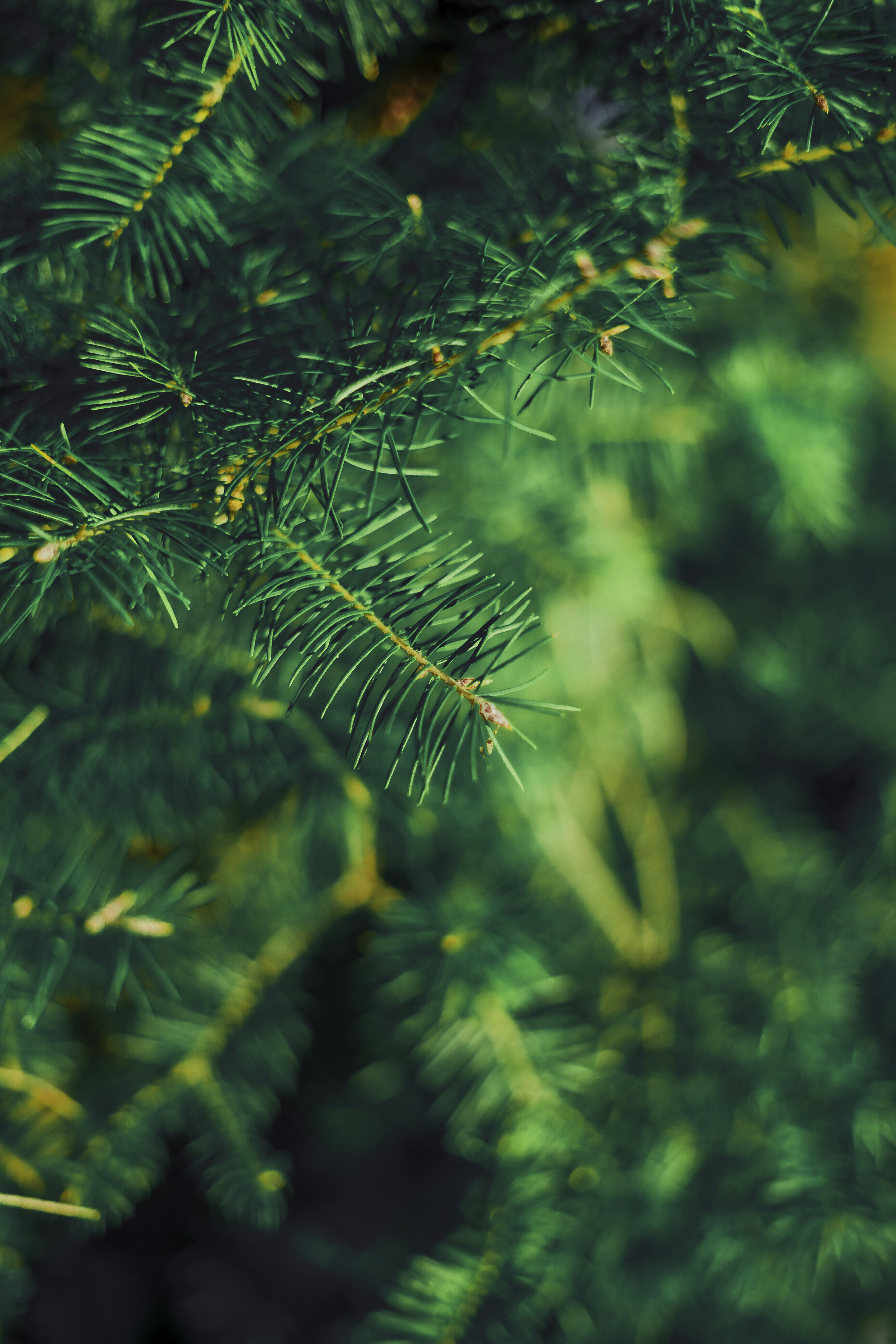 A close up of a pine tree branch photo – Free Green Image on Unsplash