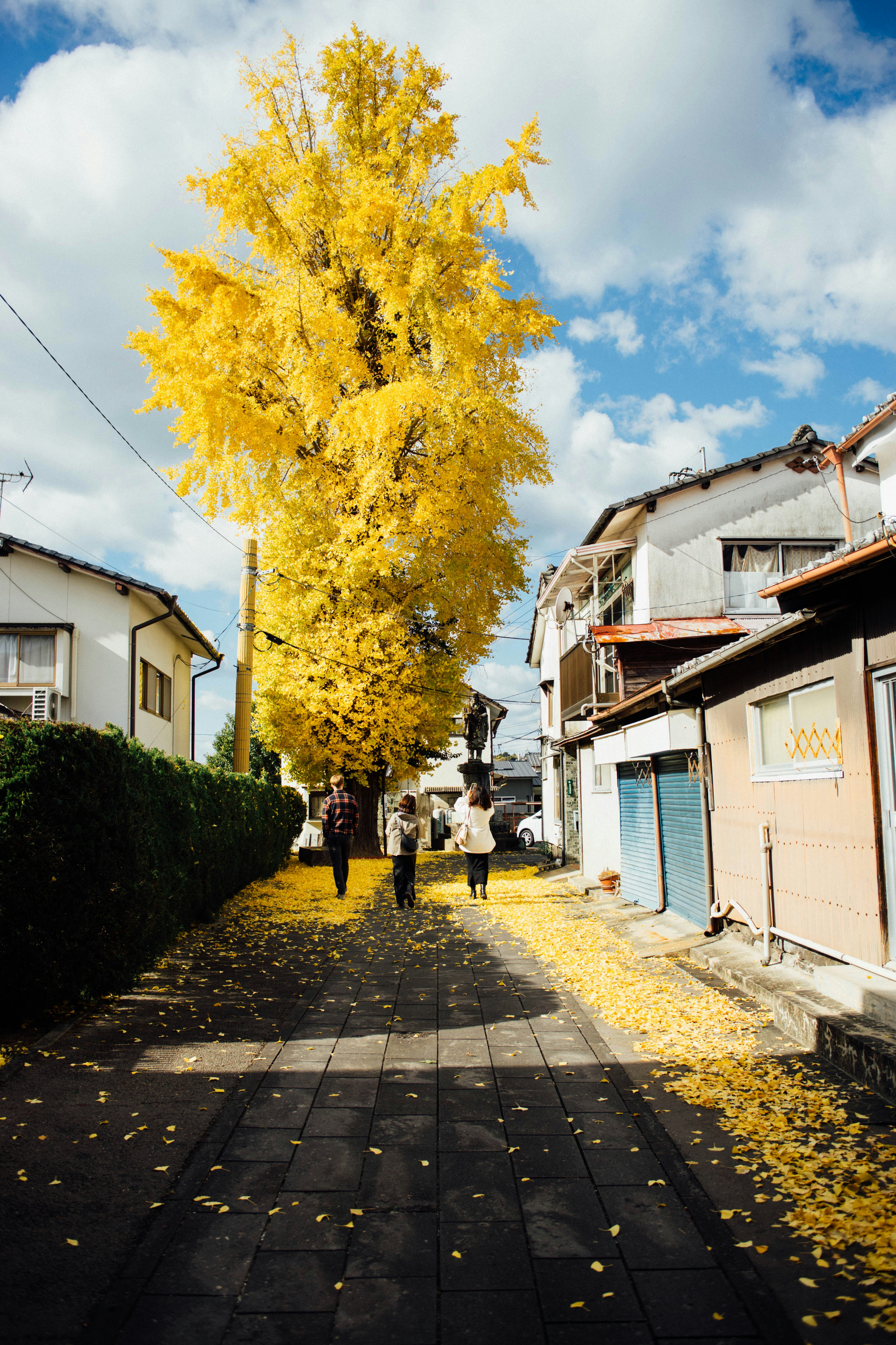 Autumn Giant Anchors a Sunlit Alley