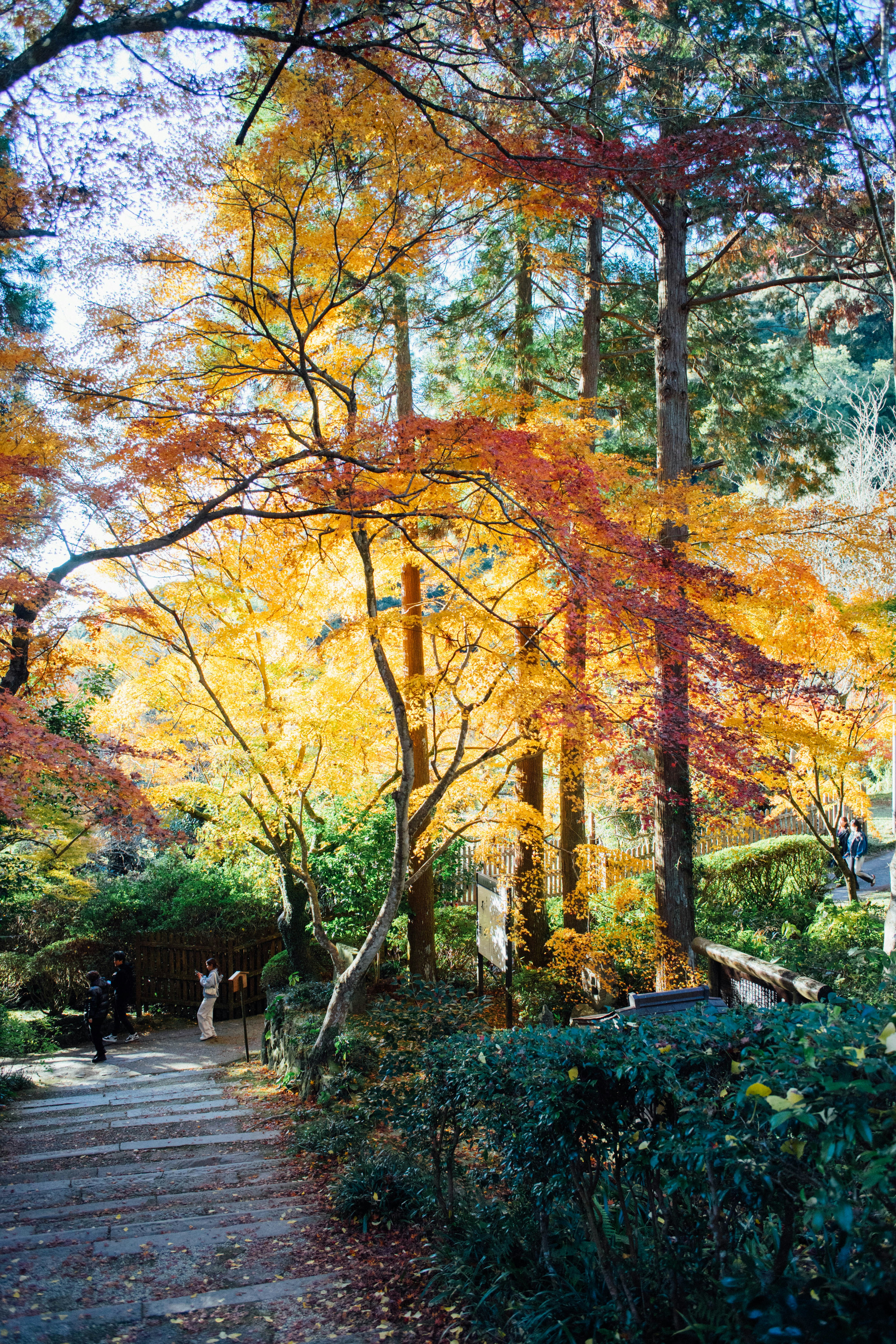 Ember Canopy Over a Quiet Autumn Pathway