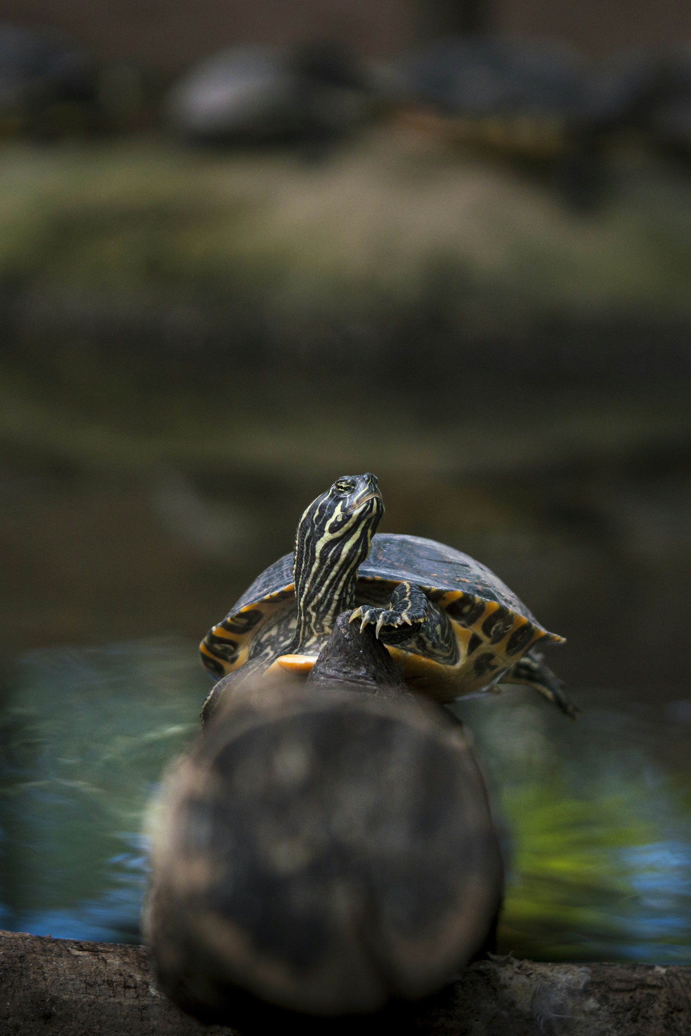 A turtle rests atop a log, surveying its tranquil aquatic surroundings with a watchful gaze.