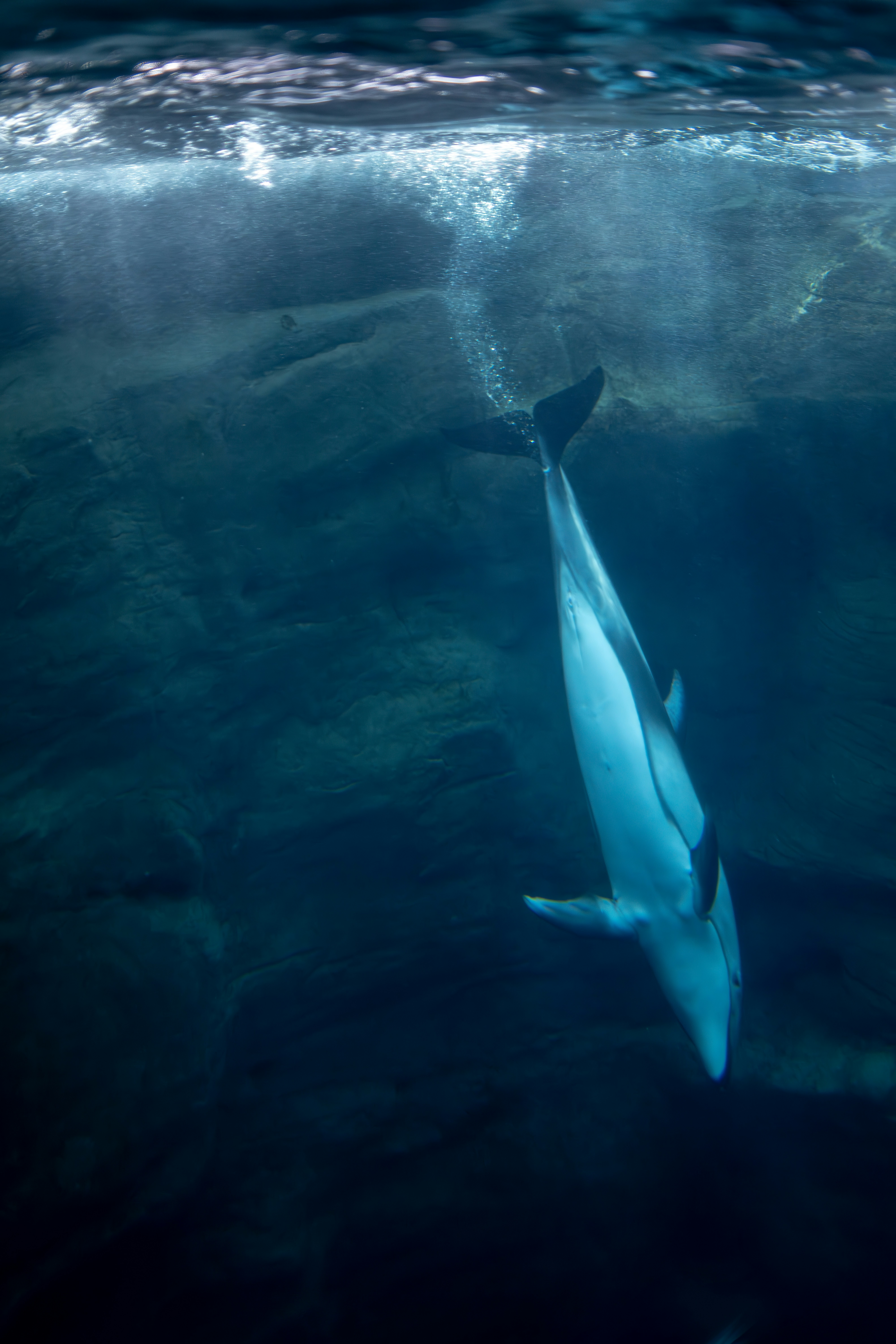 A dolphin swimming under the water in the ocean photo – Free Japan ...