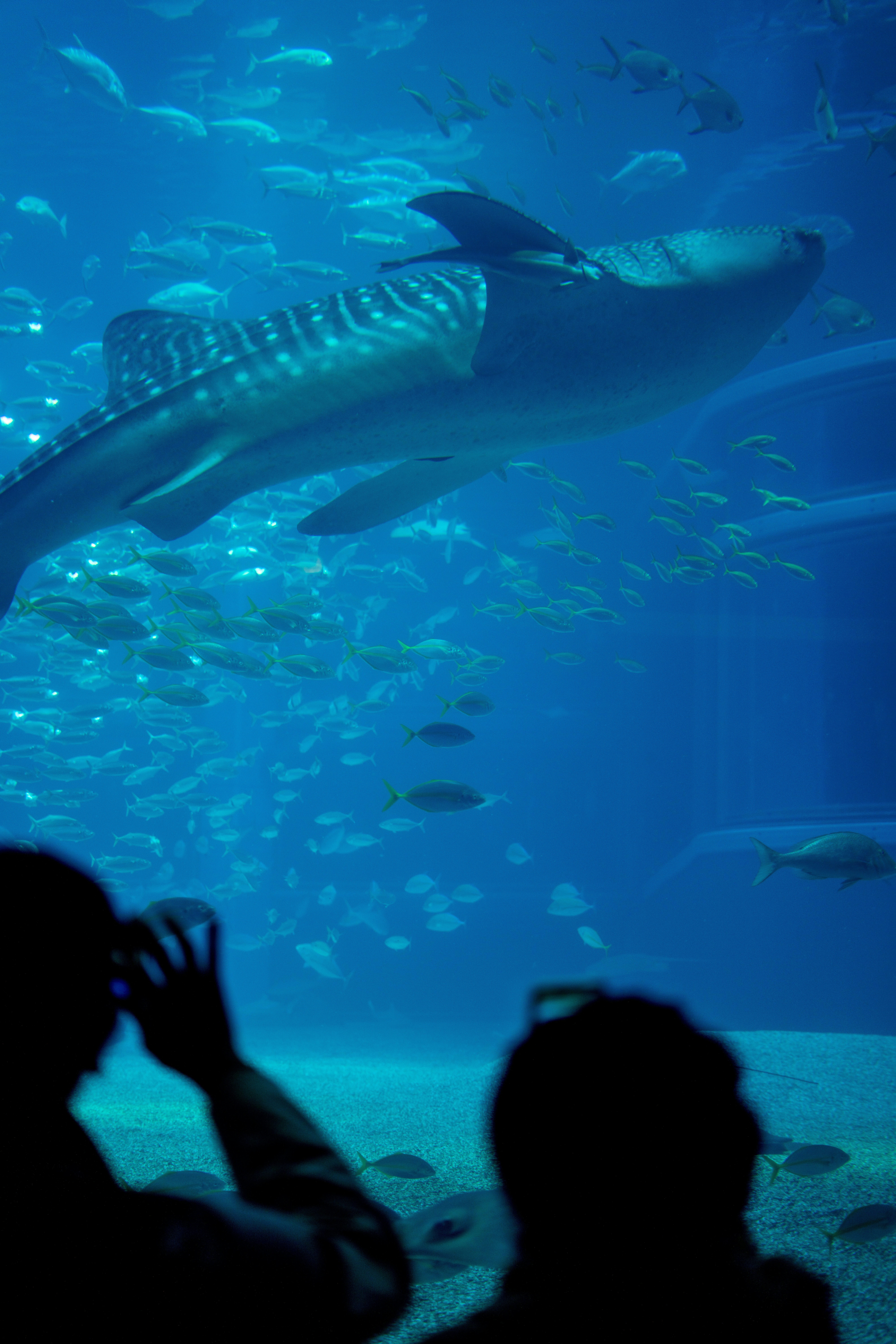 A large aquarium filled with lots of fish photo – Free Blue Image on ...