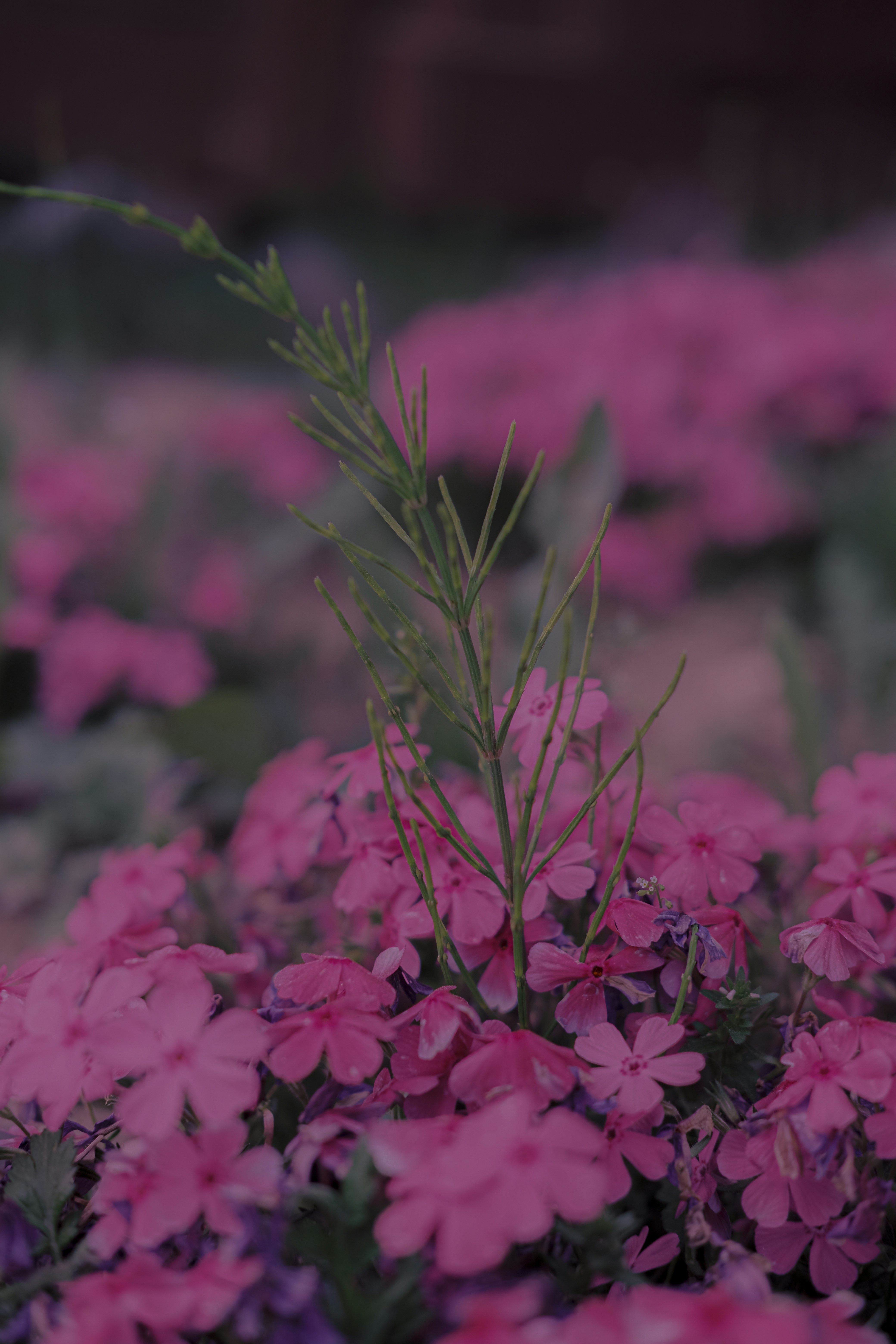 Emerald Spike Rising Through a Sea of Pink Phlox