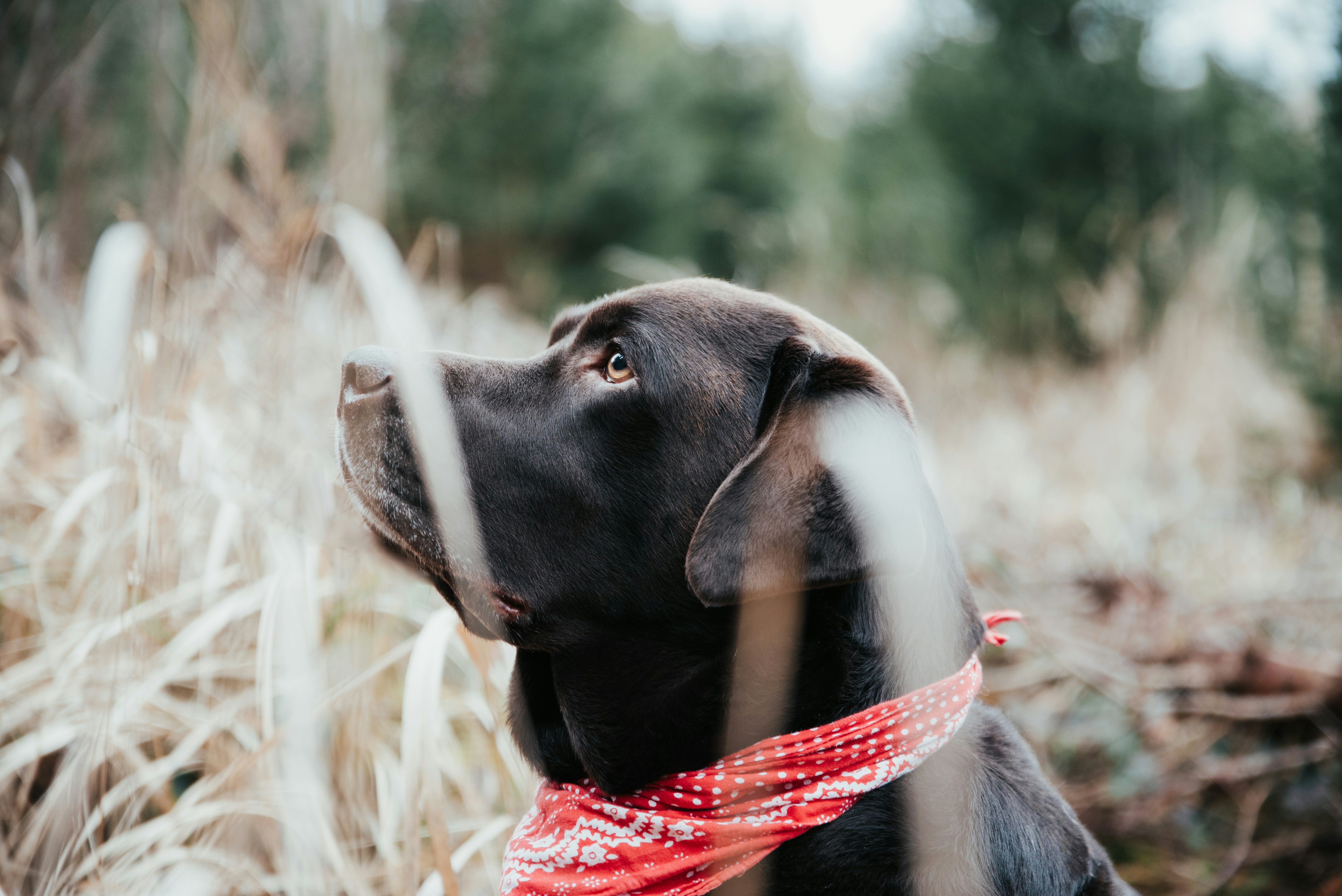 Un chien noir avec une corde rouge autour du cou photo – Image gratuite ...