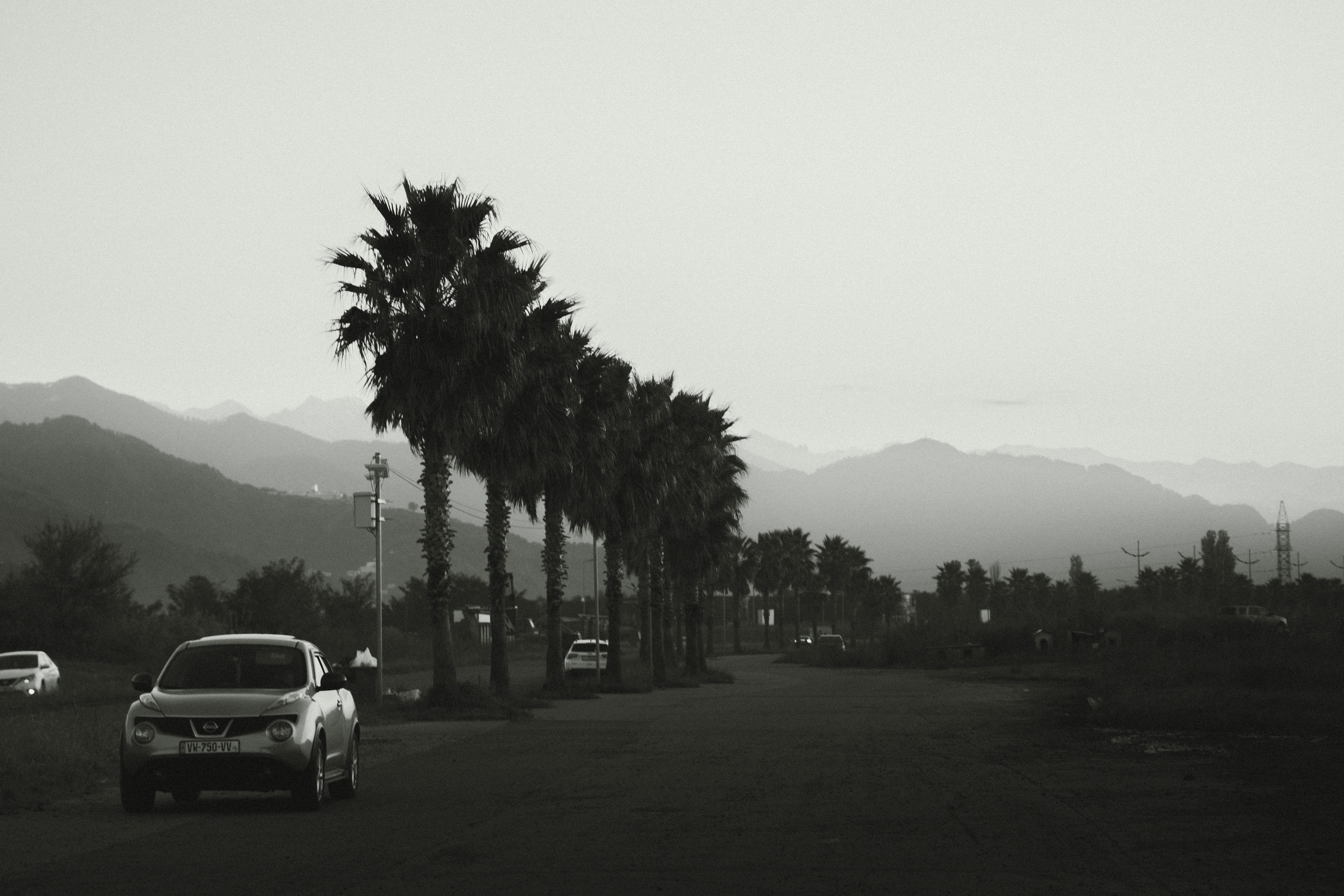 Palm Alley on a Quiet Road: Monochrome Roadscape Toward Distant Peaks