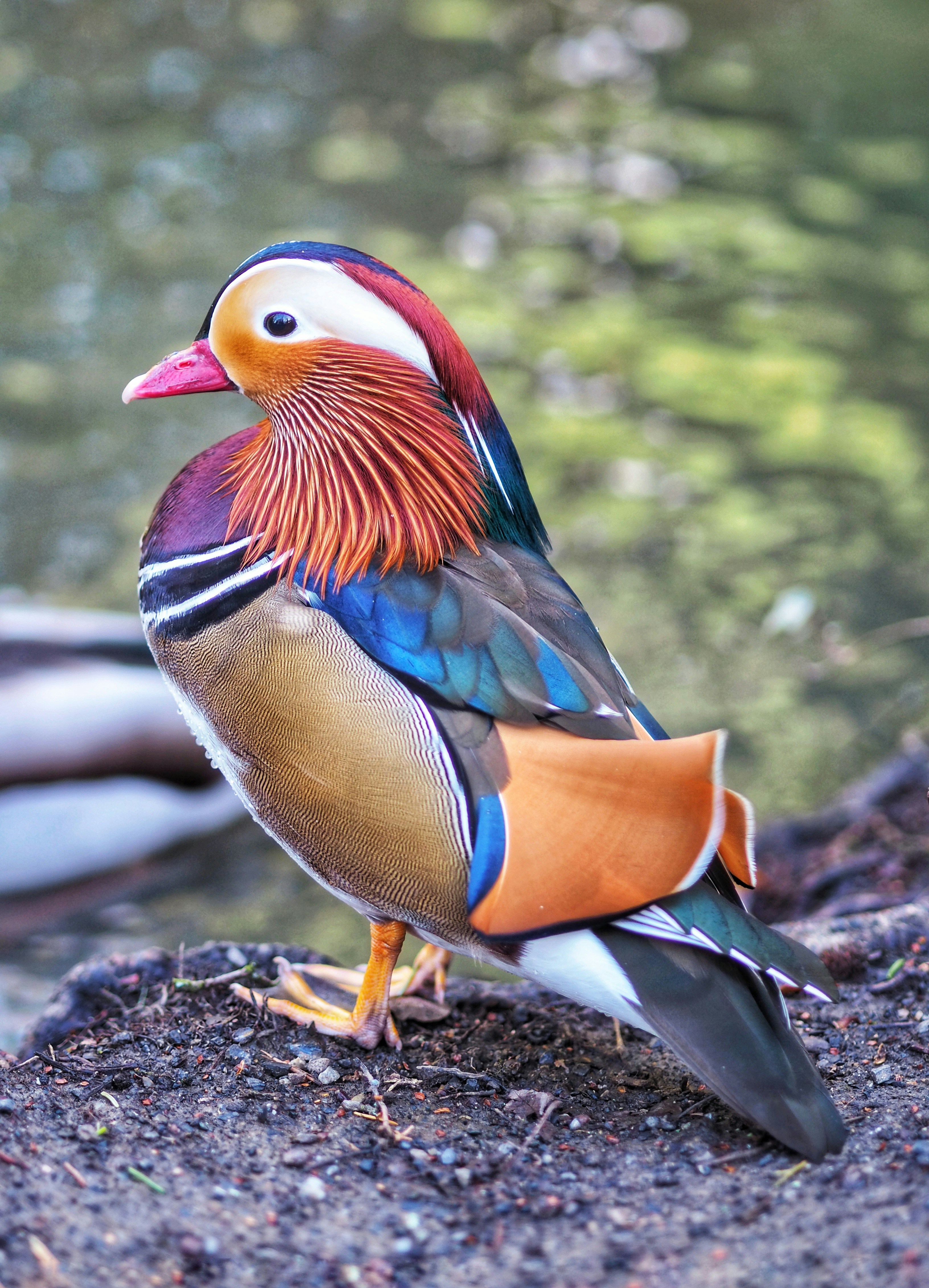Mandarin duck