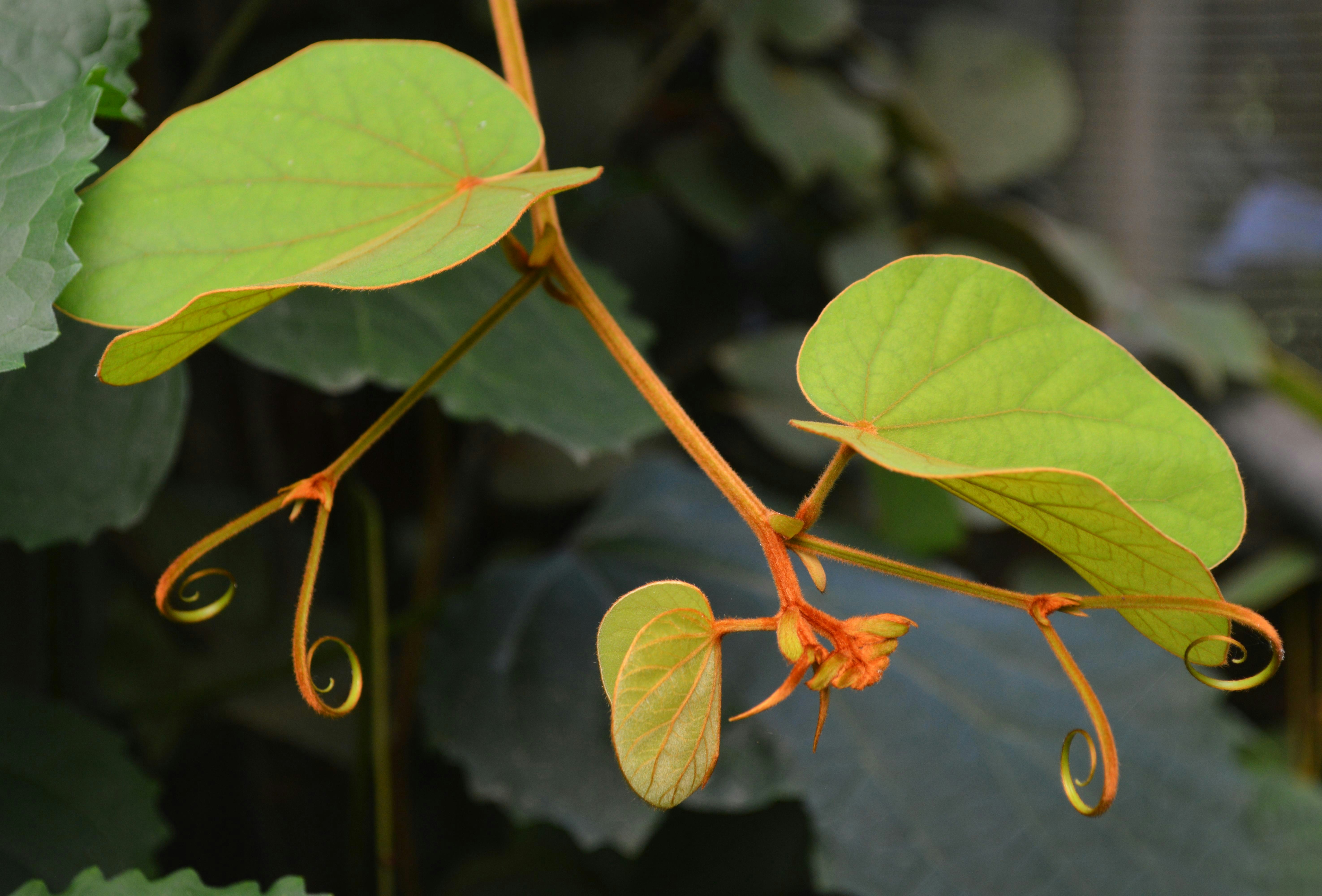 Tendrils of Growth: Nature's Spirals