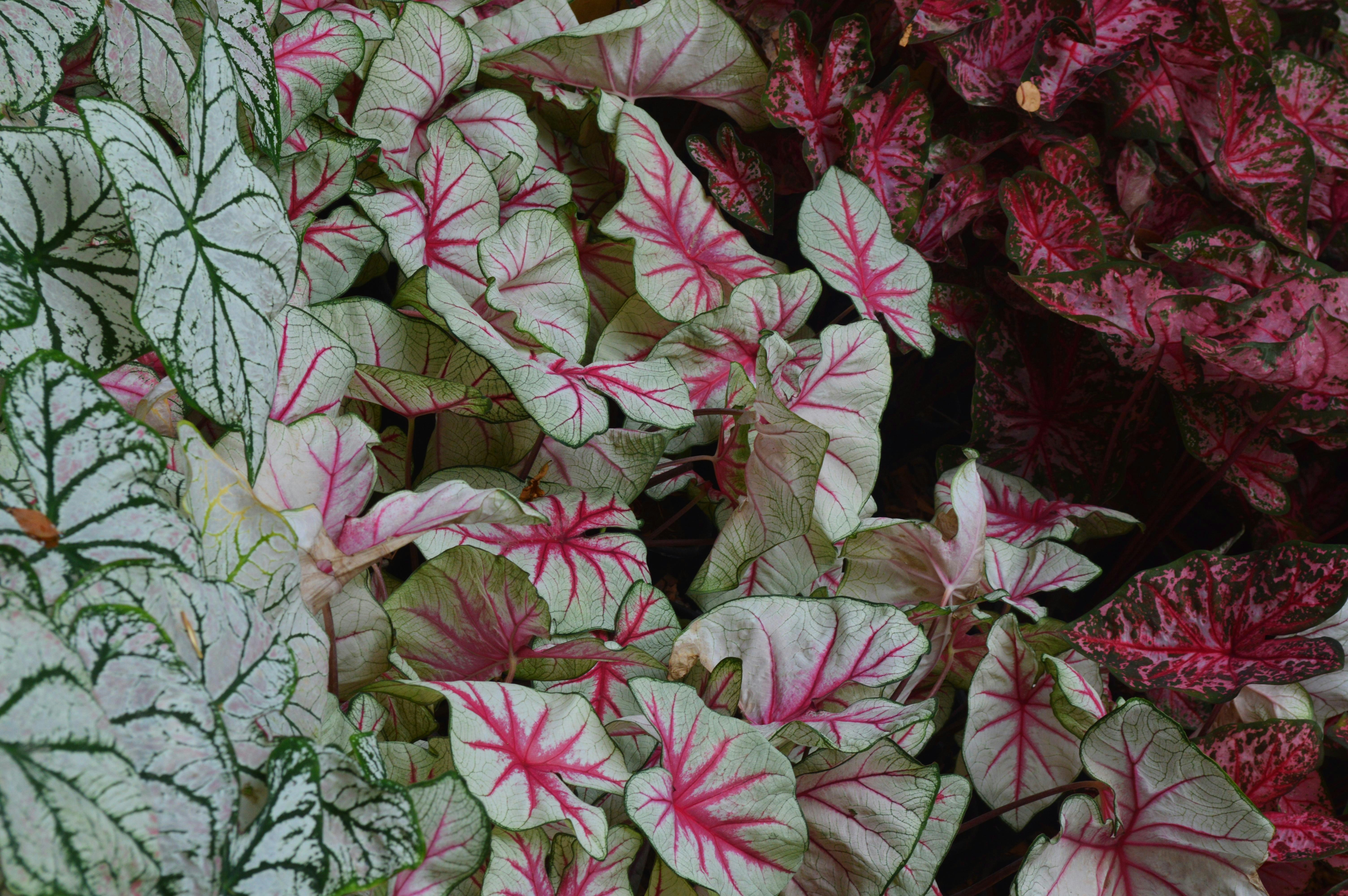 A close up of a bunch of different colored plants photo – Free ...