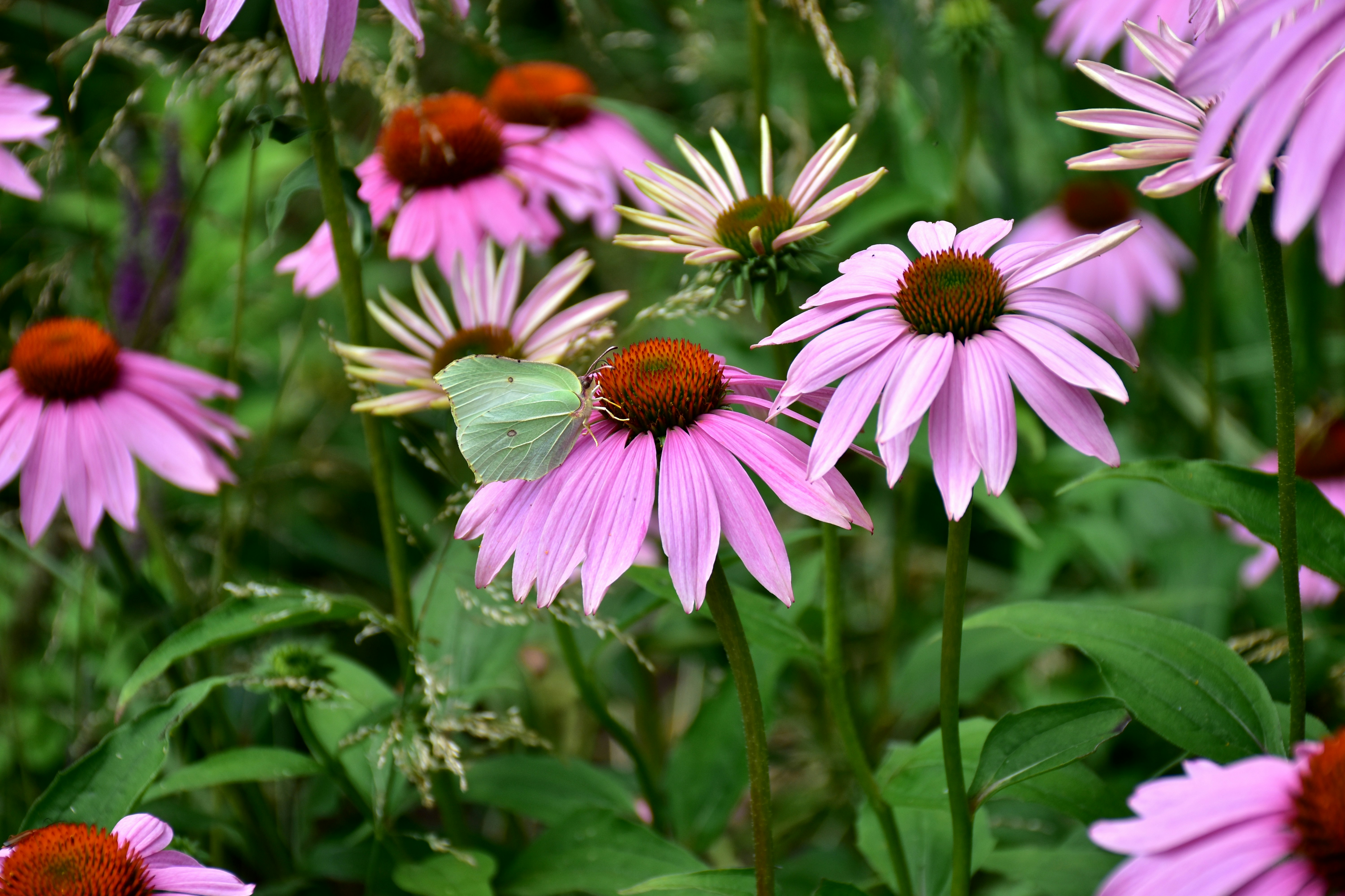 Whispers of Nature: A Butterfly's Embrace