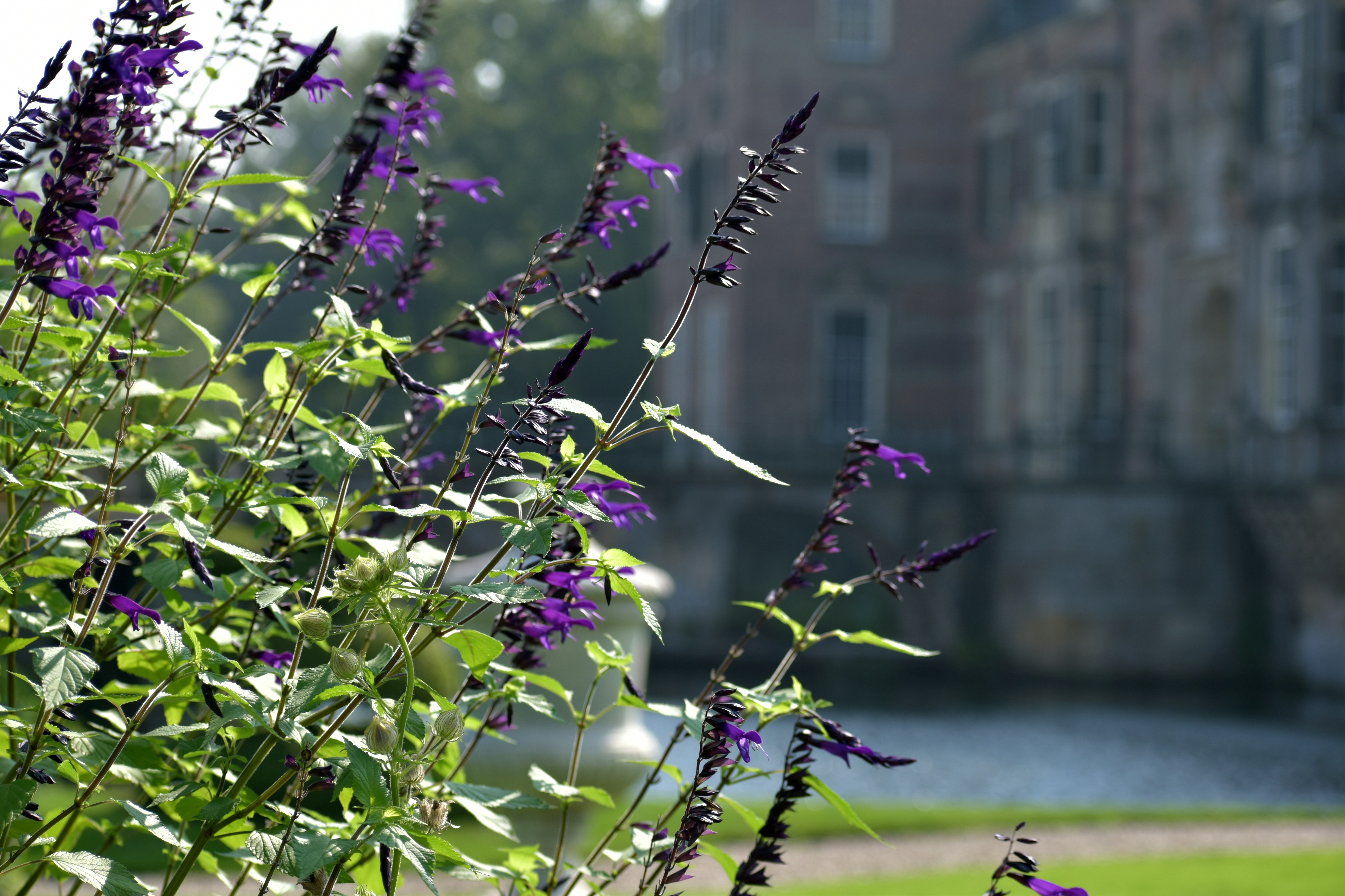 The flowers catch the sun (Castle in the background)