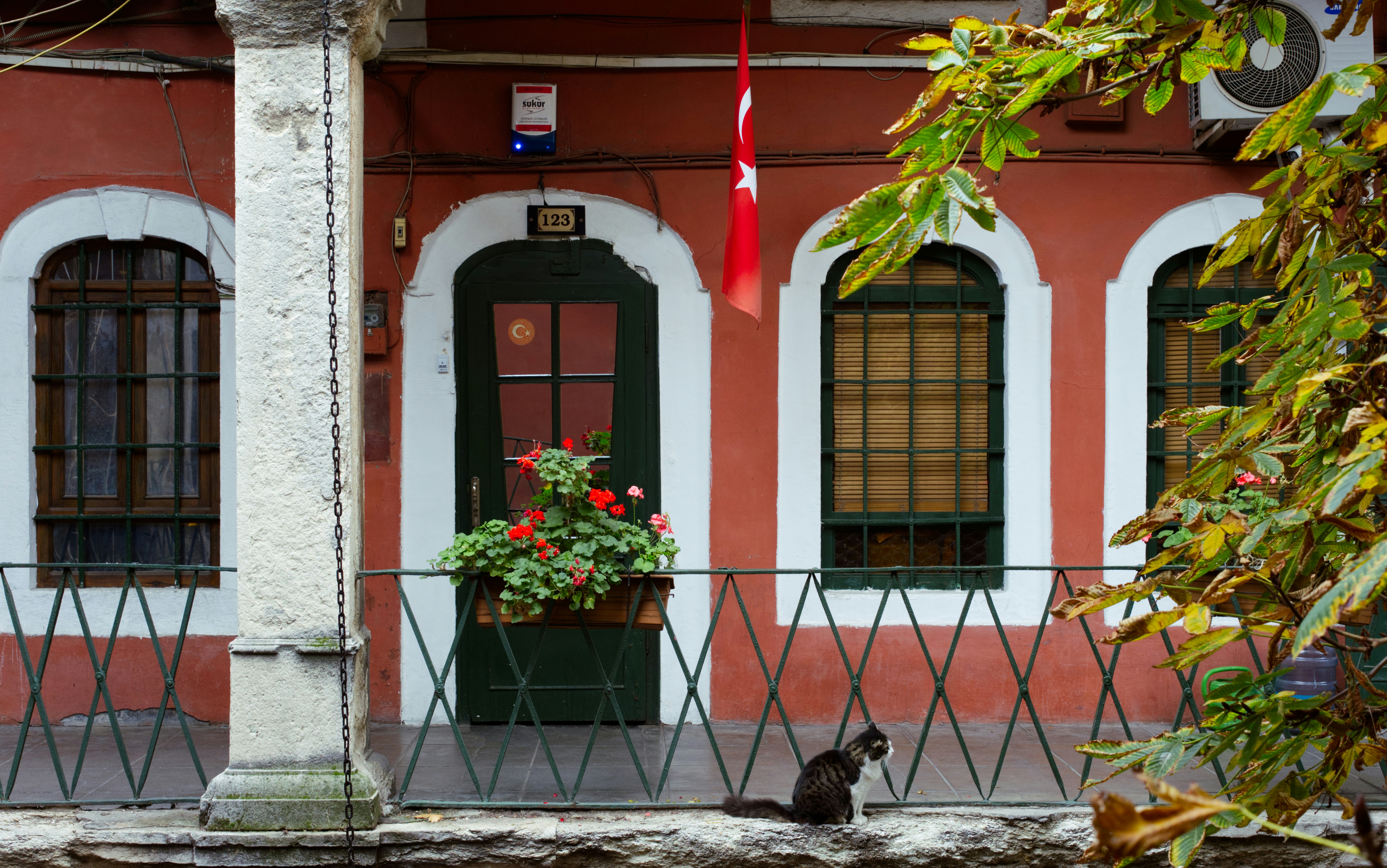 Cat by the Flower Box and Green Door: Quiet Moment on a Red Facade