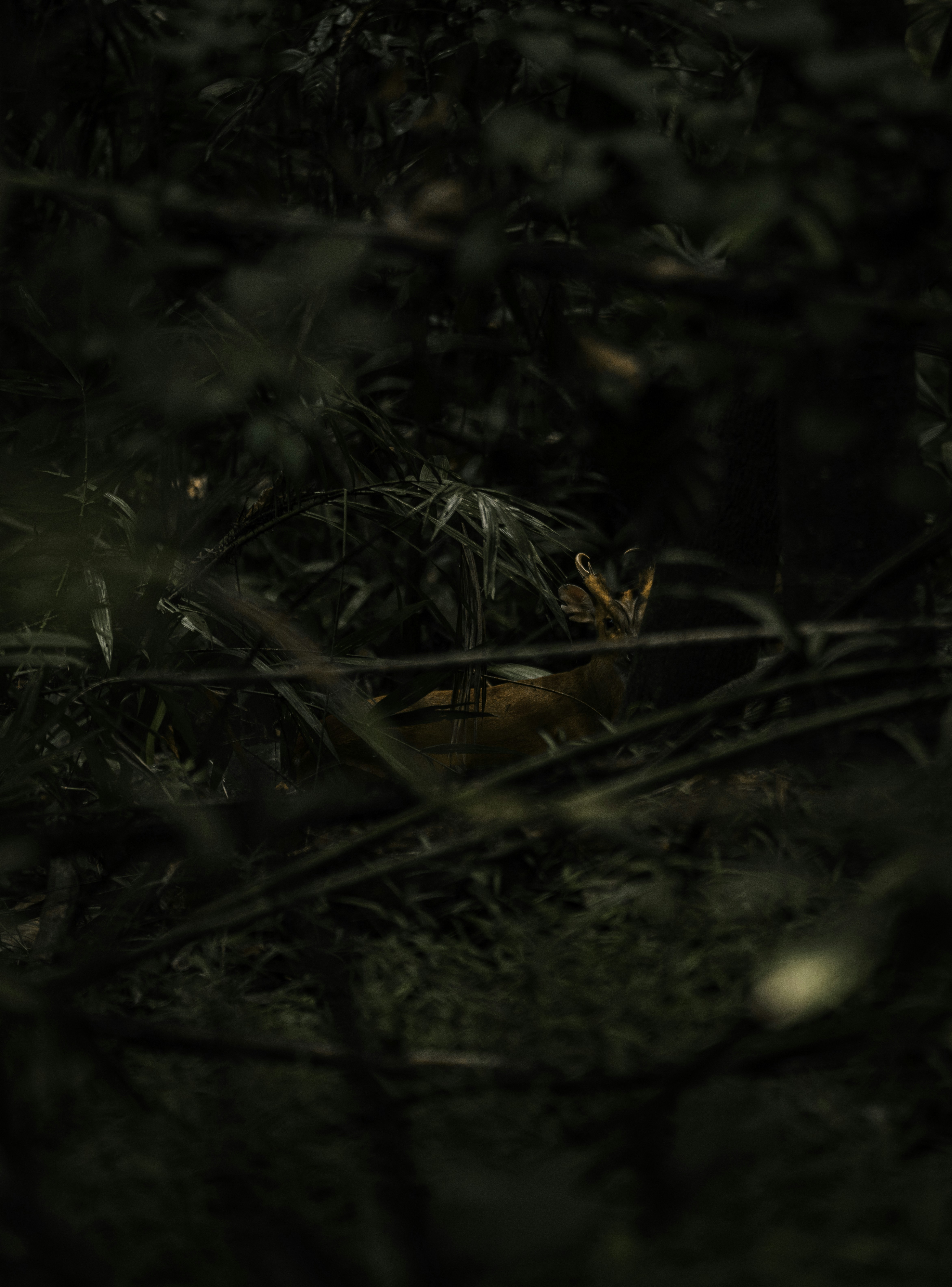 Hidden Ember of the Forest: A Quiet Red Fox in the Shade