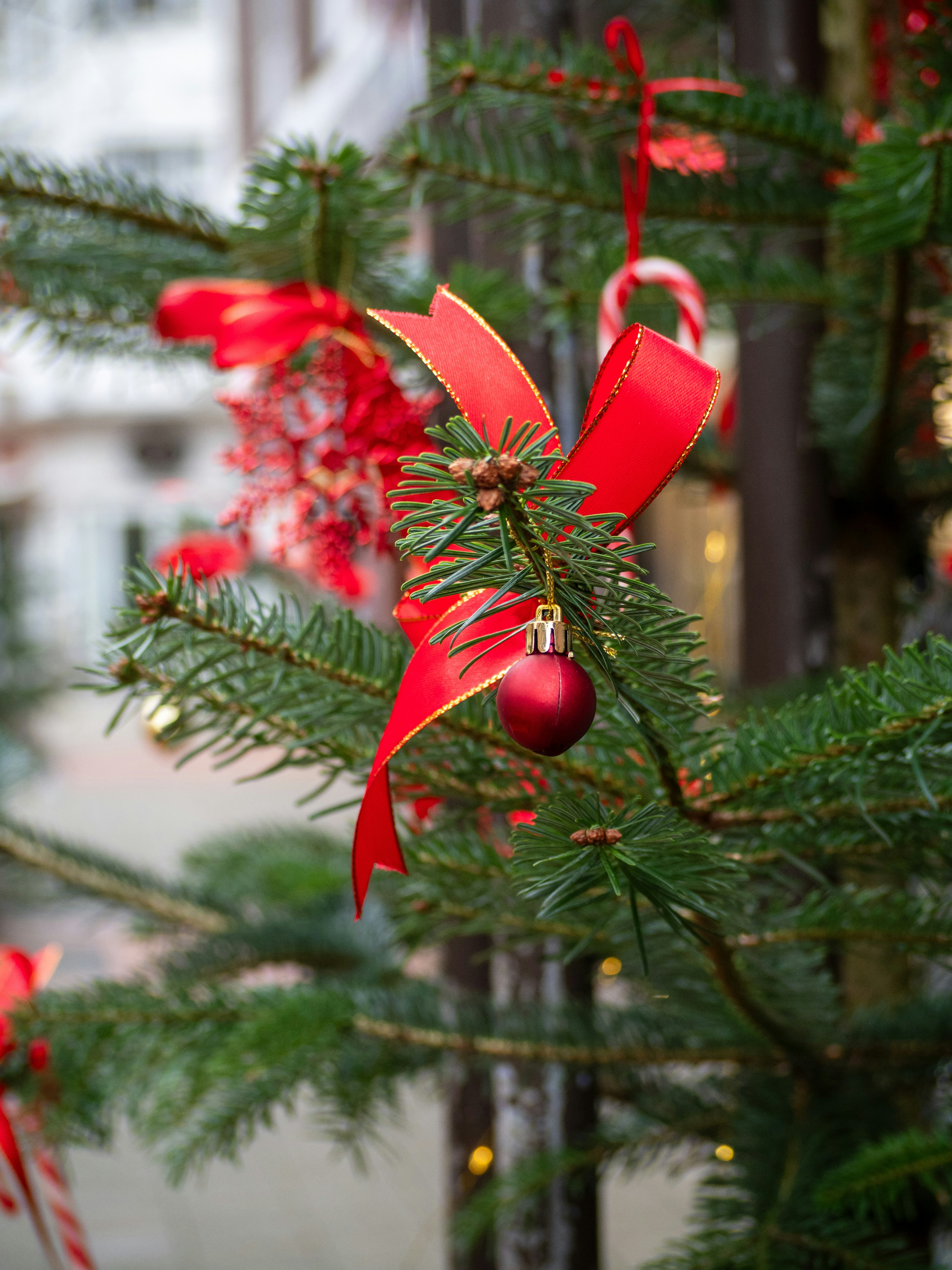 A close up of a christmas tree with red bows photo – Free Plant Image ...