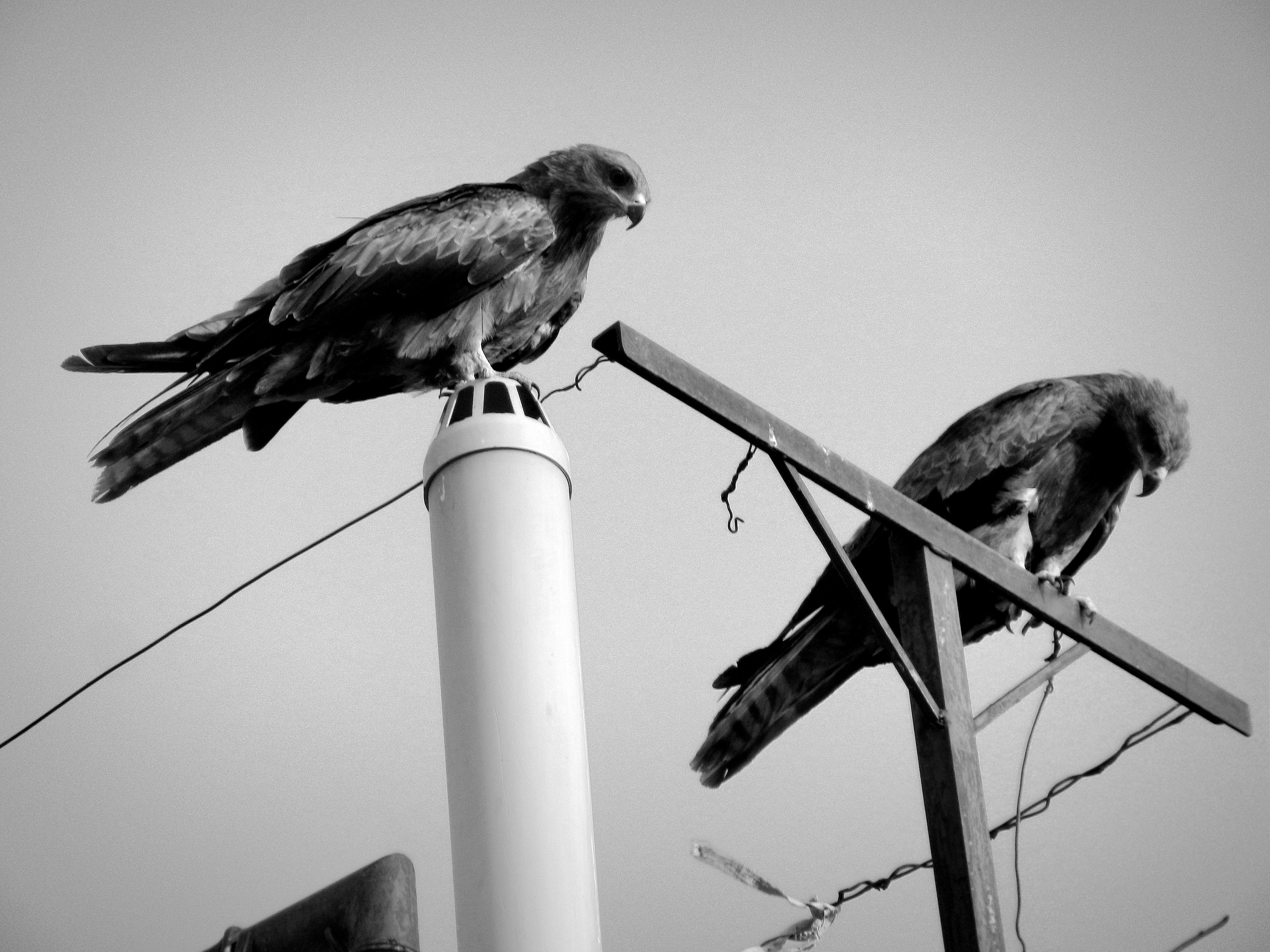 Perched Vigil: Two Raptors Guarding the Ridge