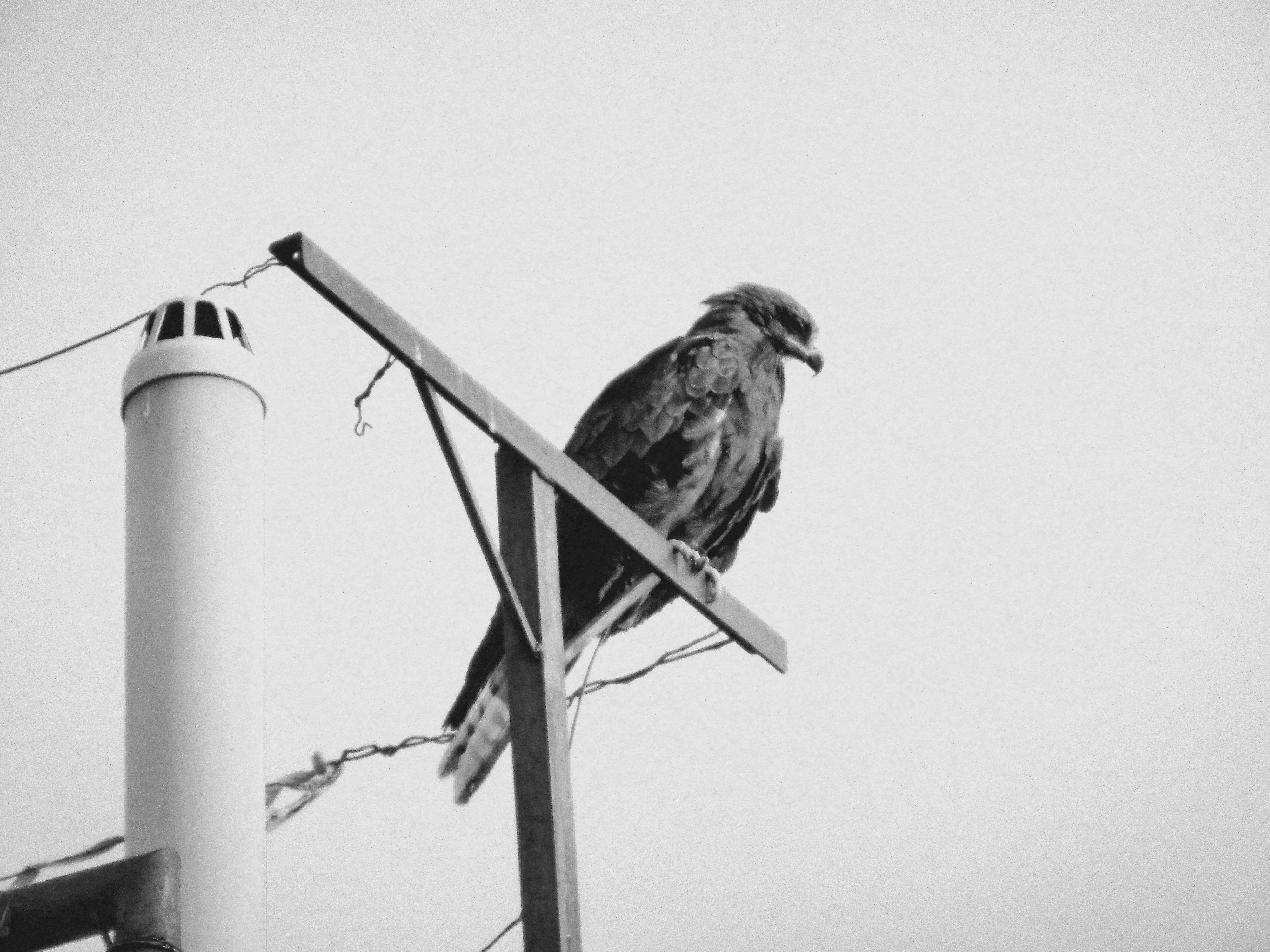 Black-and-white photograph of a raptor perched on a metal crossbeam beside a utility pole. A cylindrical vent in the foreground adds industrial context.