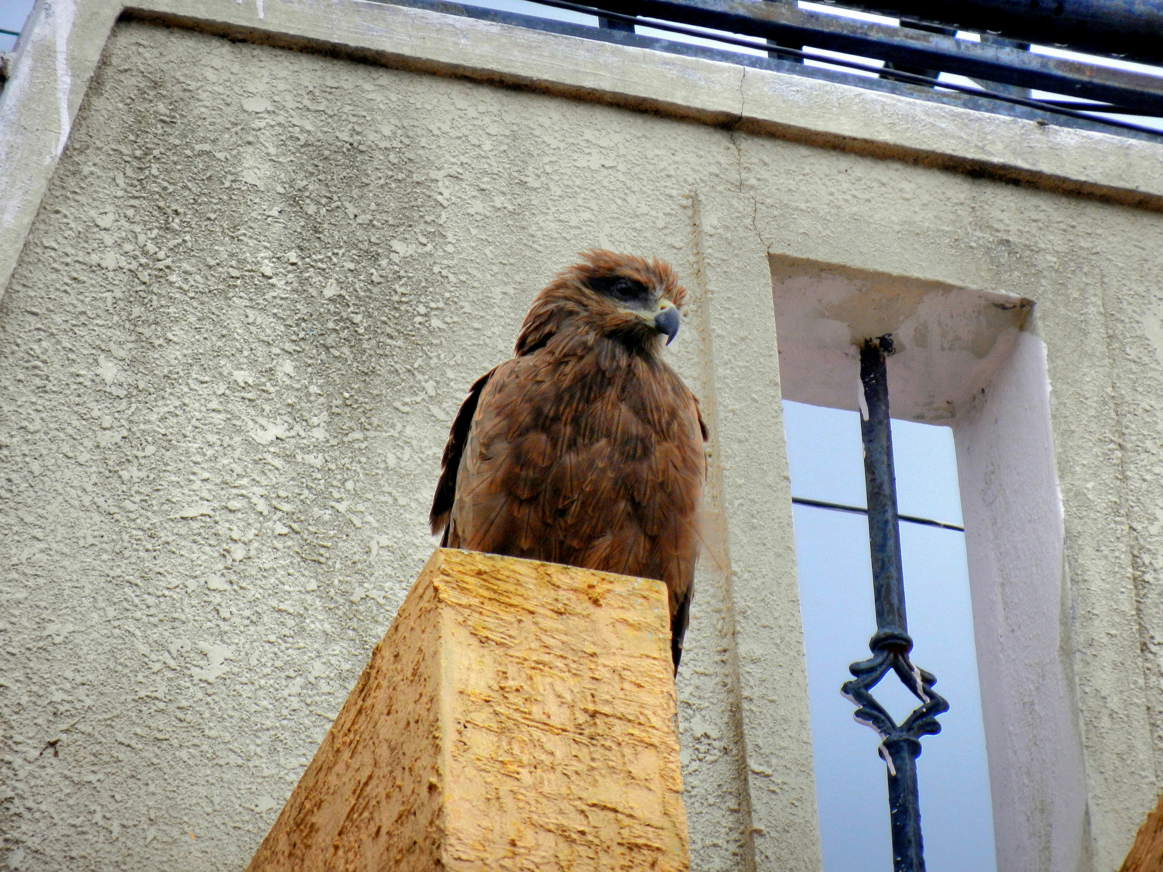 A brown hawk perches on a wooden block set against a textured concrete wall, with a metal railing visible above.