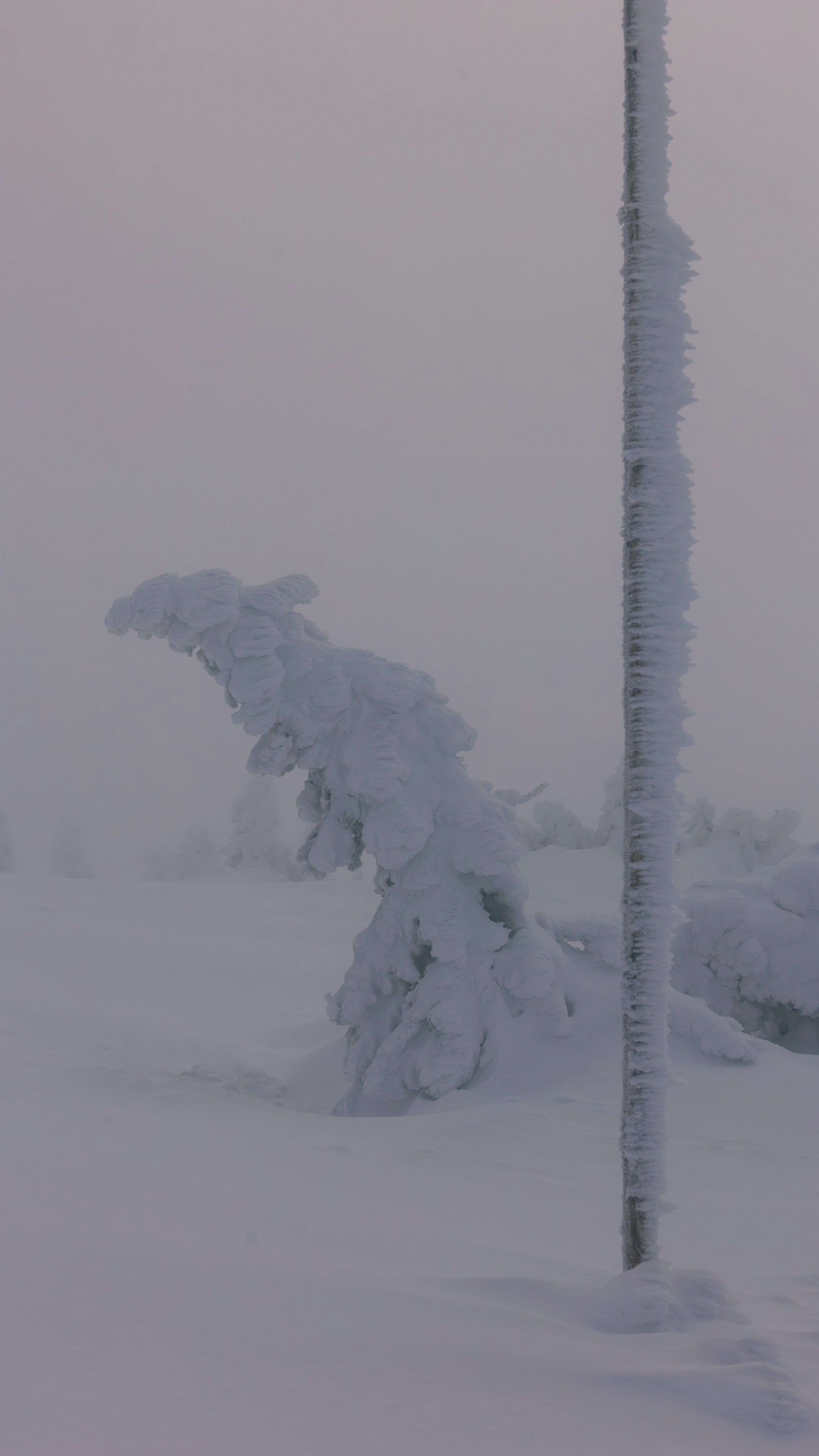 Icebound Post: A Vertical Ribbon of Frost Stretches Across a Snowfield