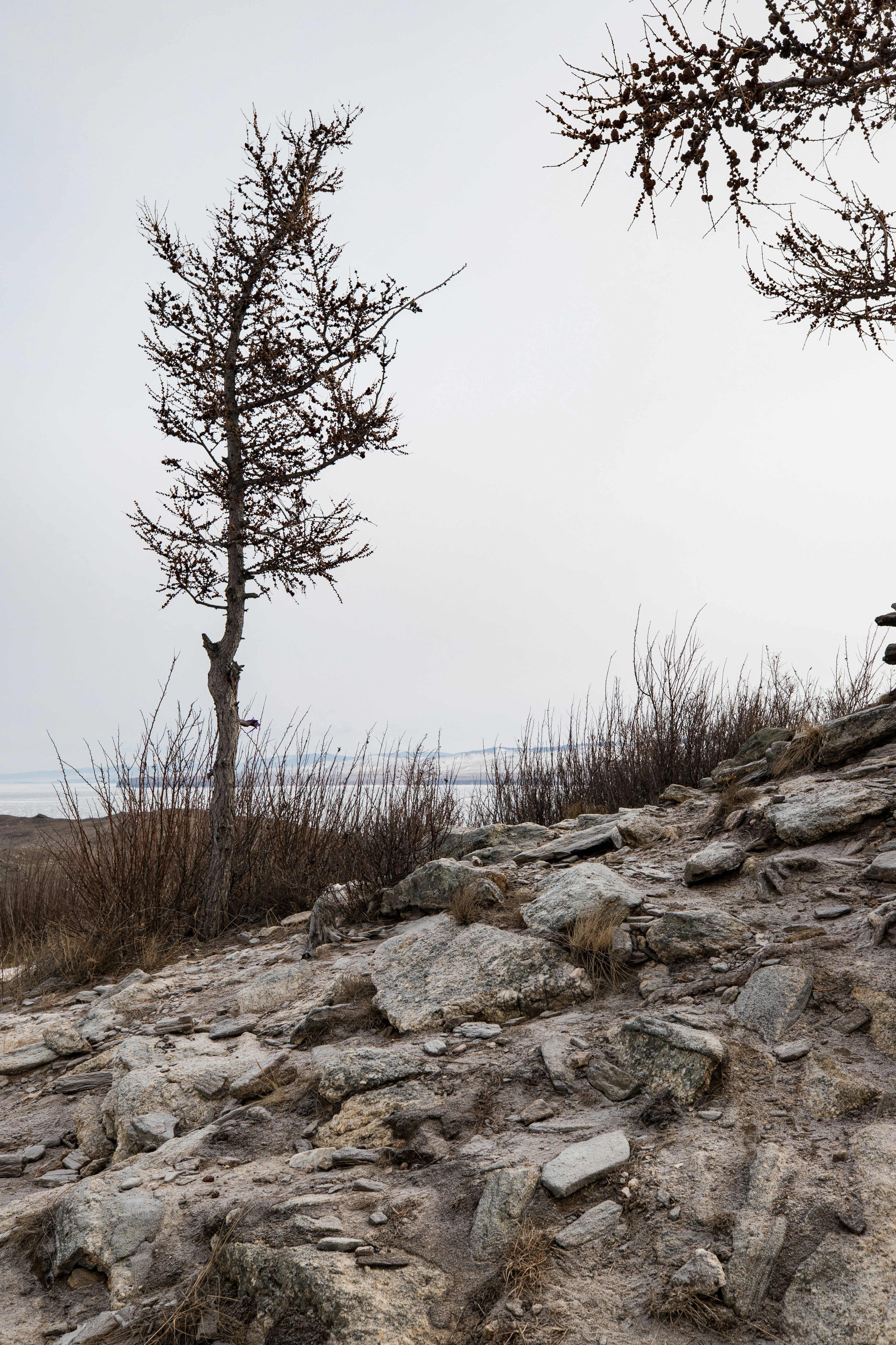Gnarled Lone Tree Guarding a Pebble Shore