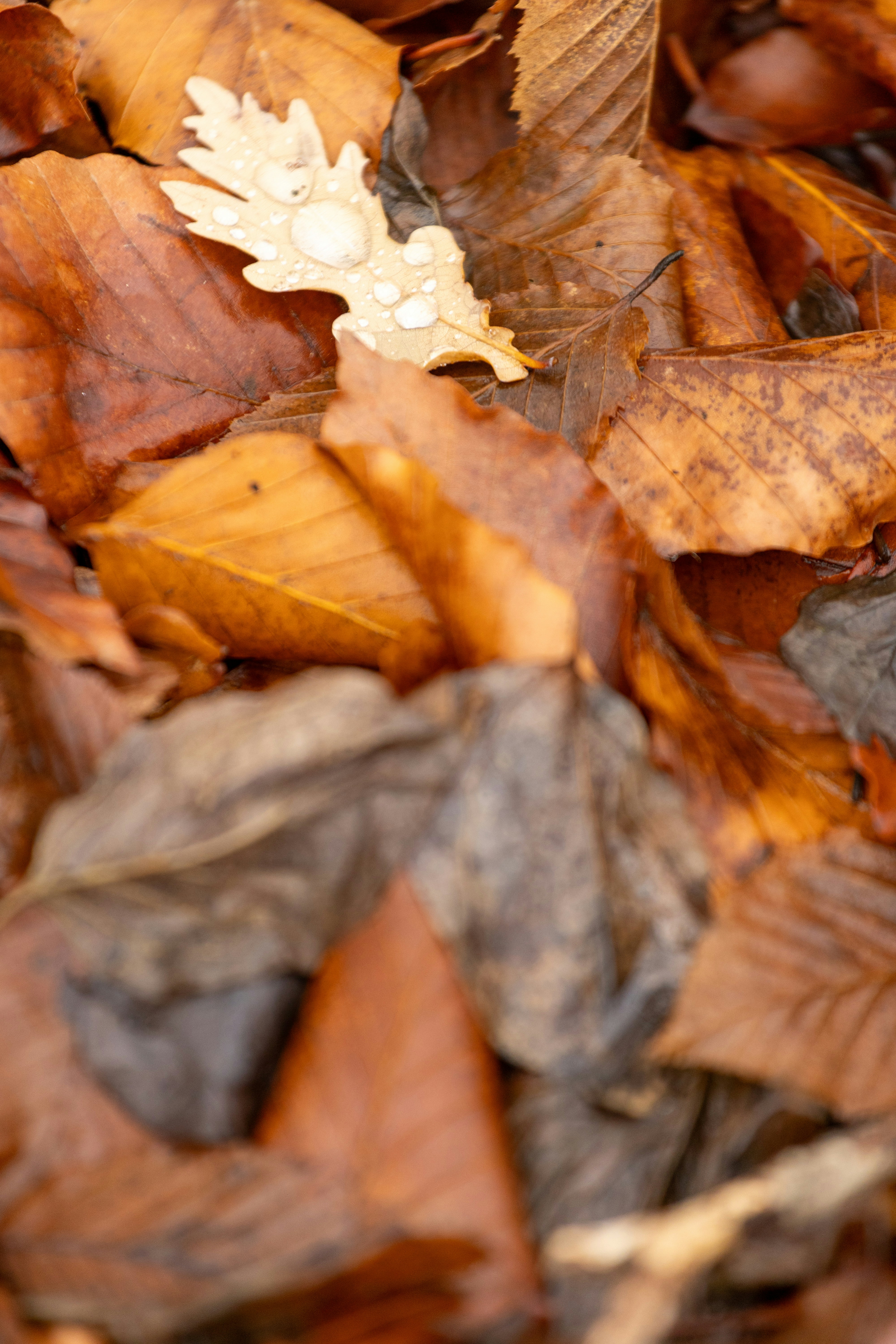 Close-up of a bed of orange and brown autumn leaves with a dew-dappled pale leaf drawing attention. The scene emphasizes texture and color in a natural setting.