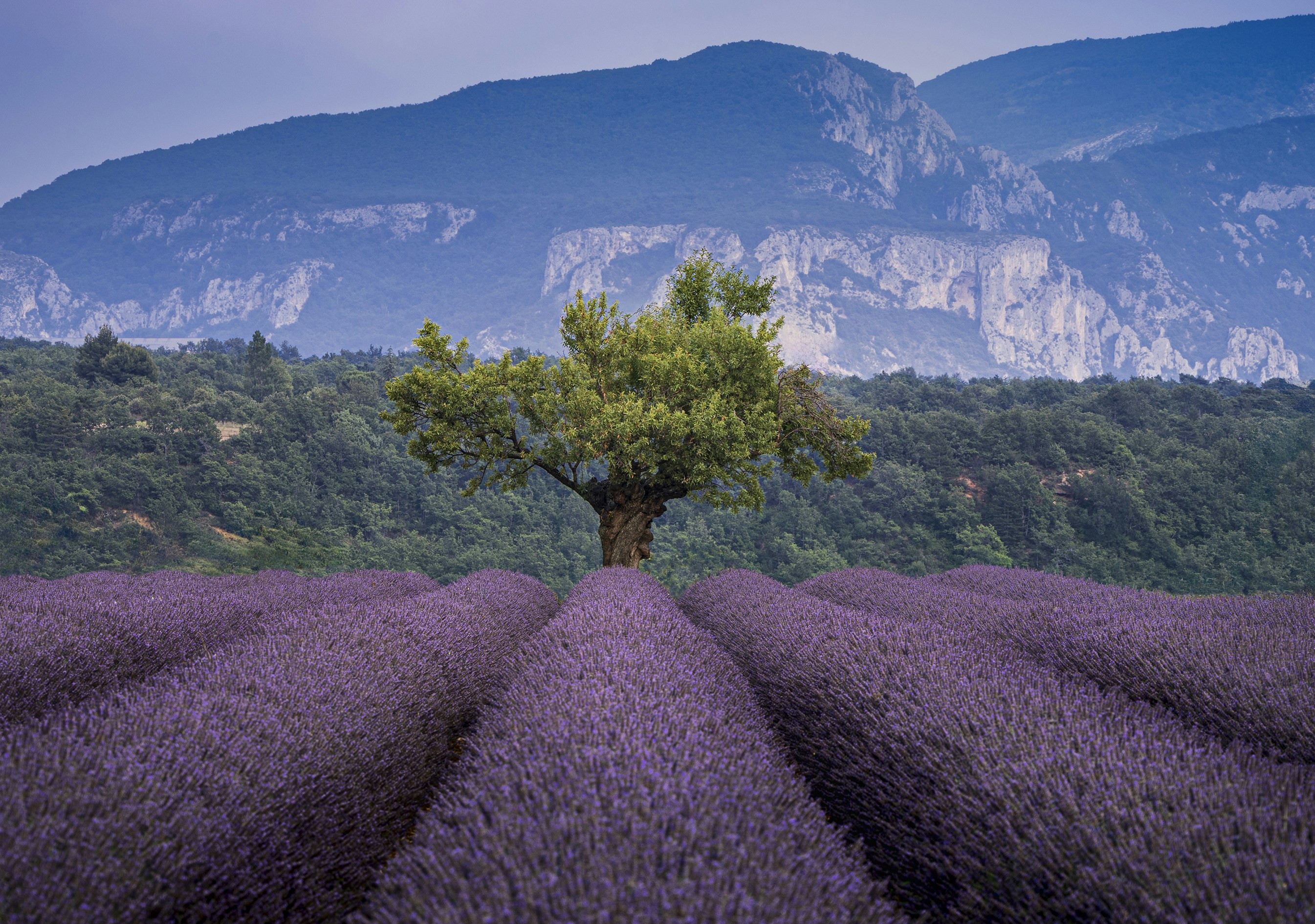 A lone tree in a lavender field with mountains in the background photo ...