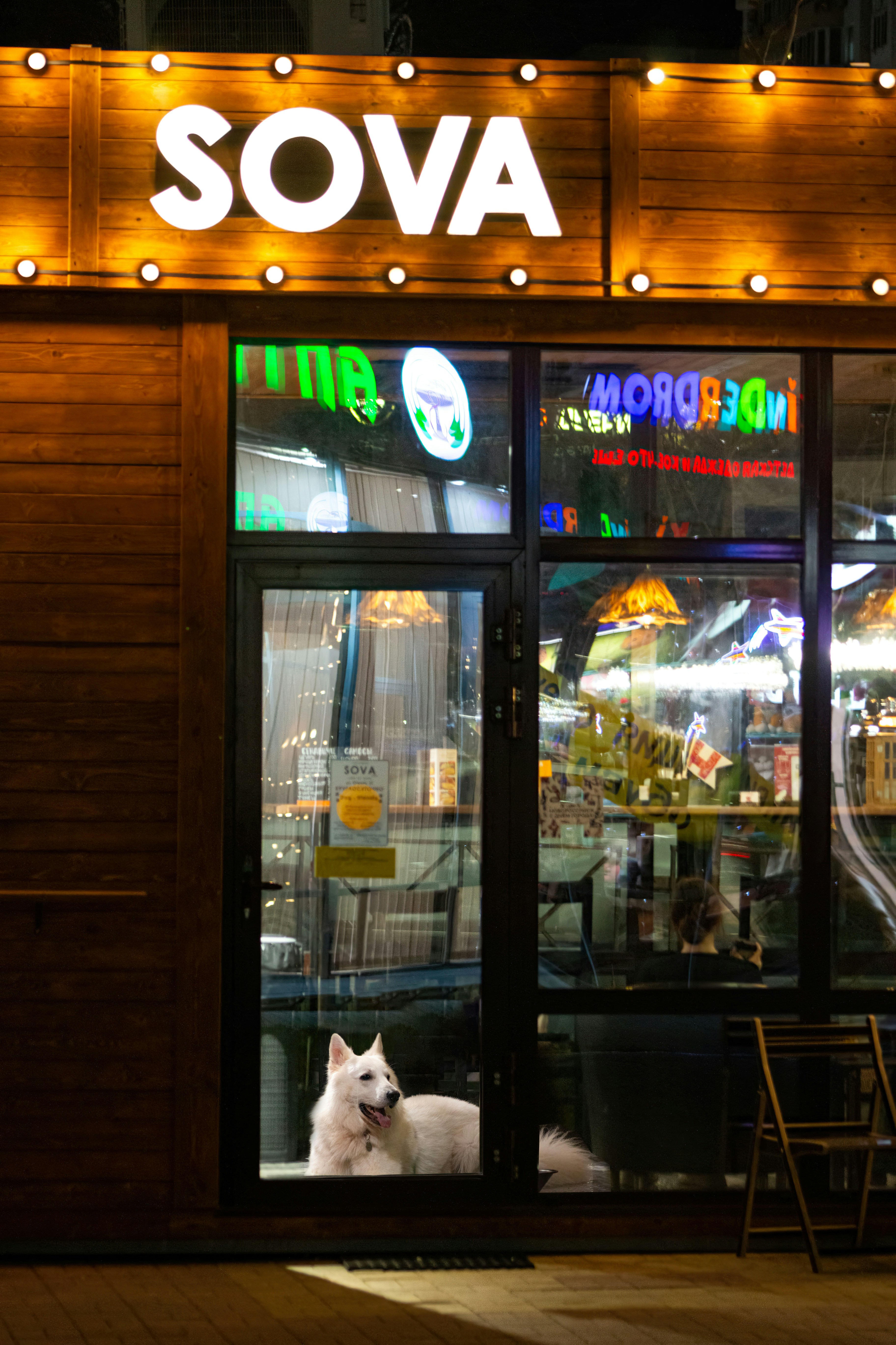 A Canine Gaze Amidst Neon Glow