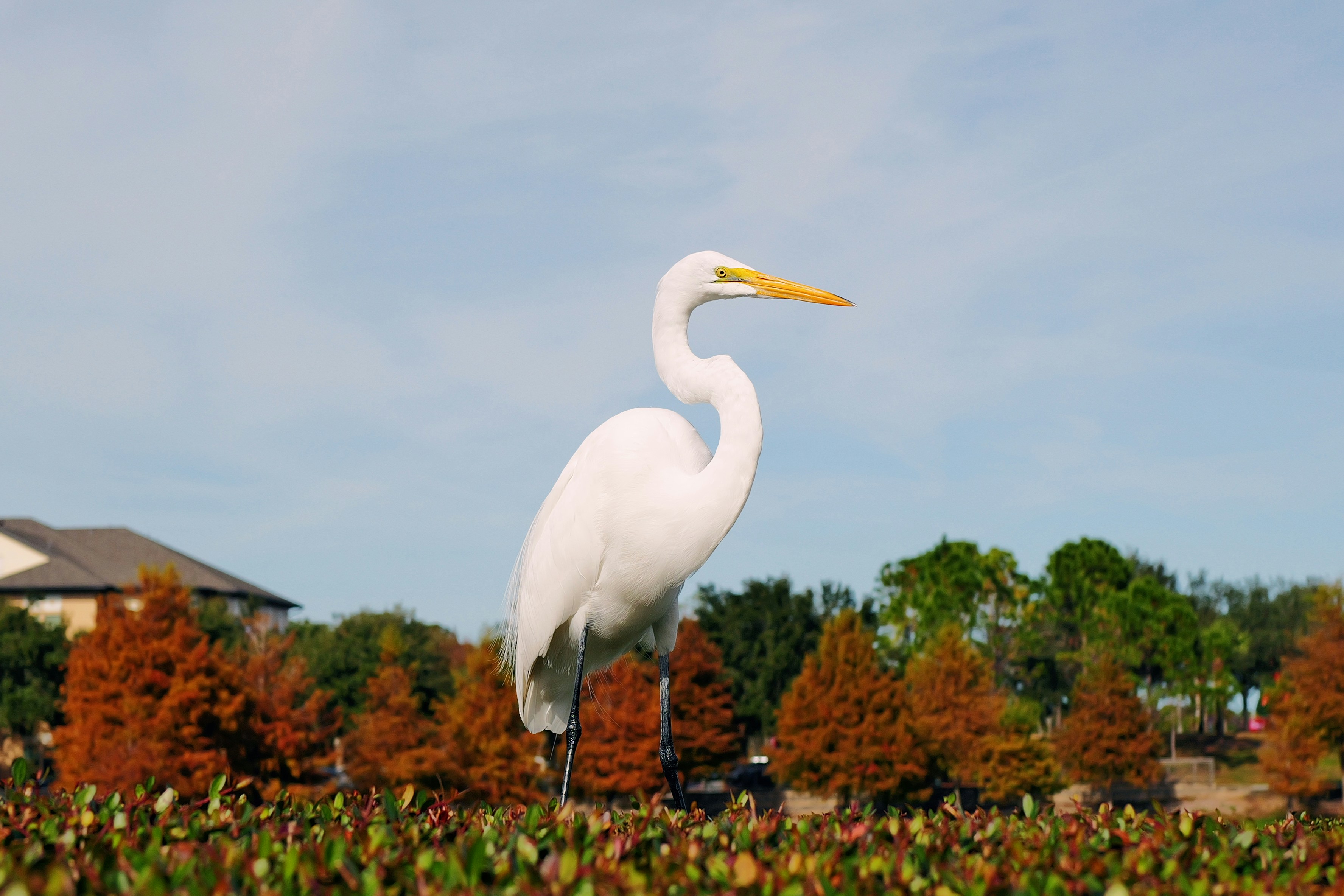 Elegant egret stands tall against a backdrop of autumn trees and a low horizon, capturing stillness amid a bright sky.