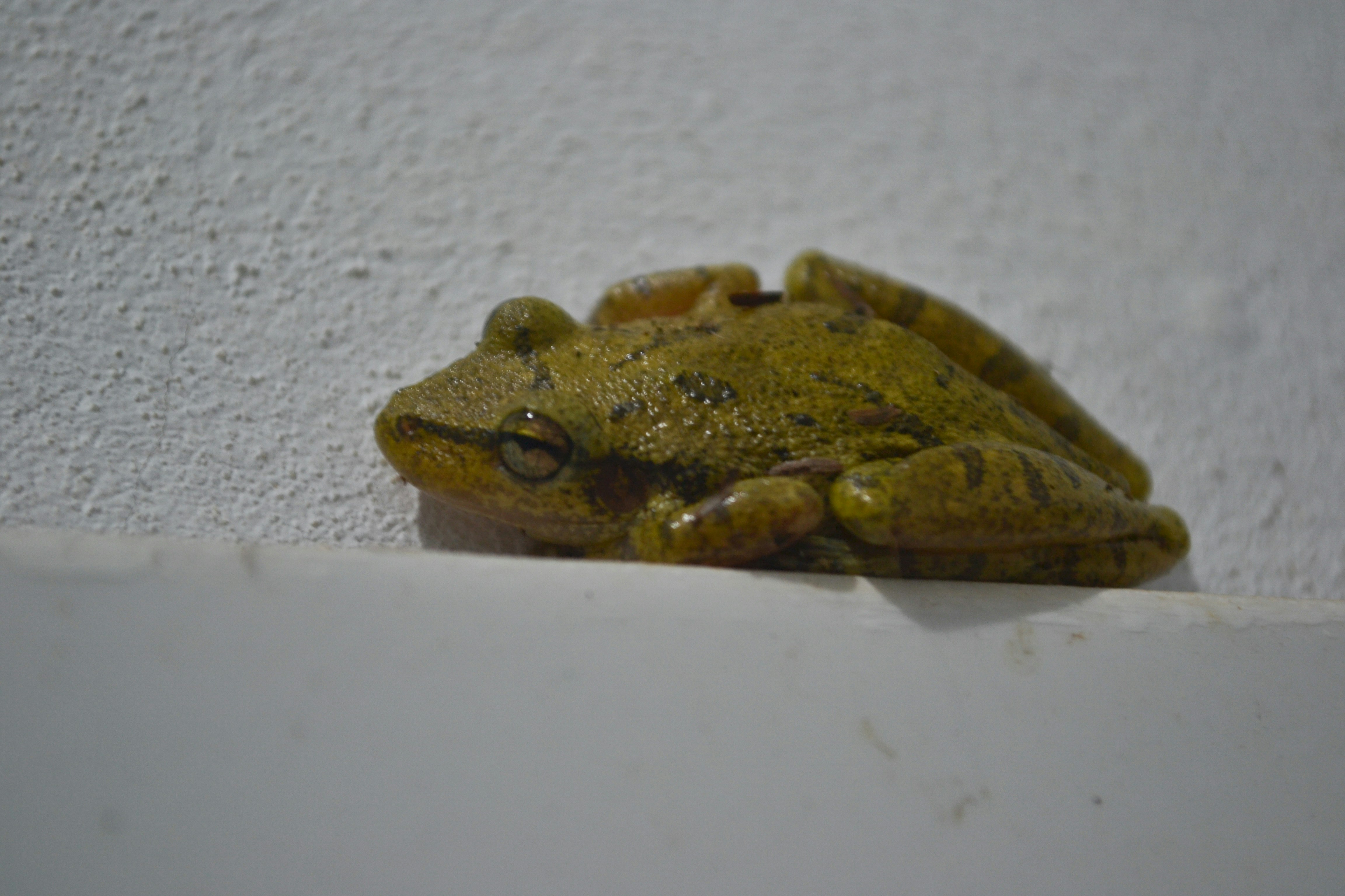 Pebble-kissed Frog on a Milky White Ledge