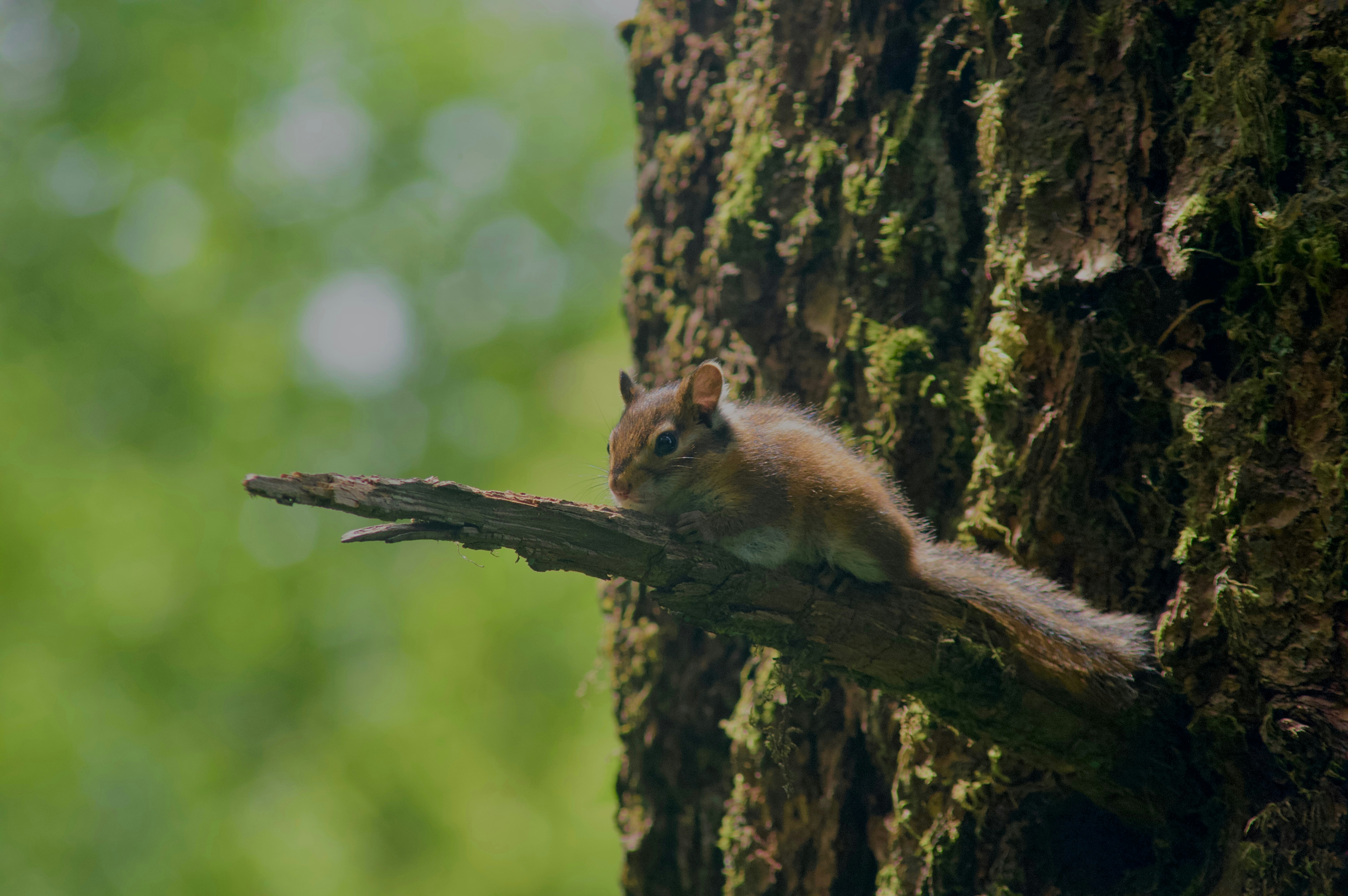 A squirrel climbing up the side of a tree photo – Free Animal Image on ...