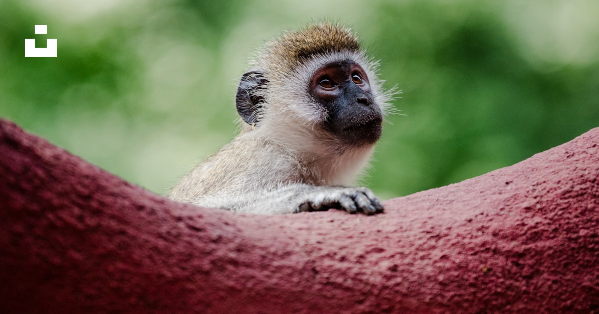 Un pequeño mono sentado en una hamaca foto – Imagen de Animal gratuita ... Un pequeño mono sentado en una hamaca foto – Imagen de Animal gratuita ...