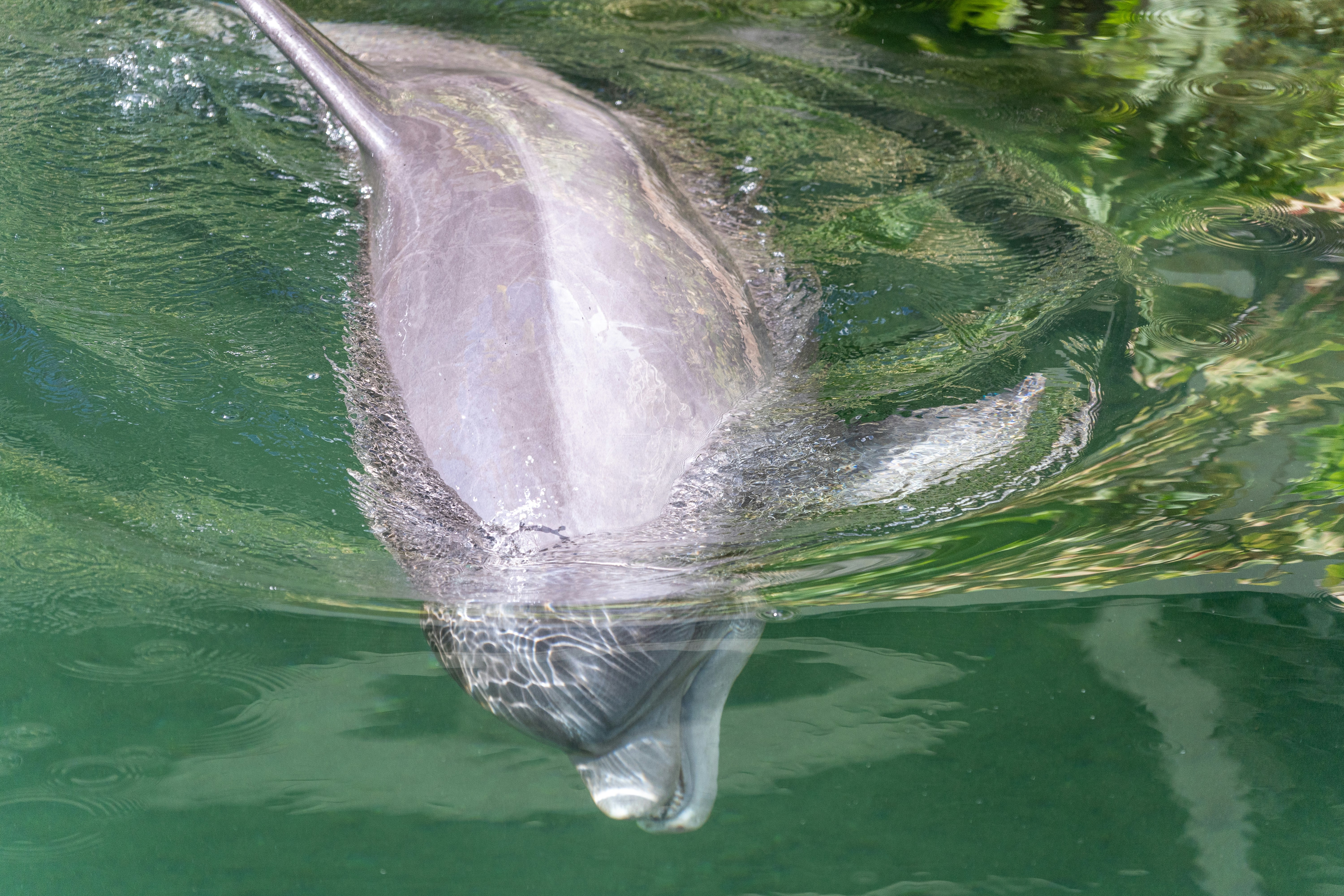 Emerald Surface Breach: Bottlenose Dolphin Slices Through Quiet Green Waters