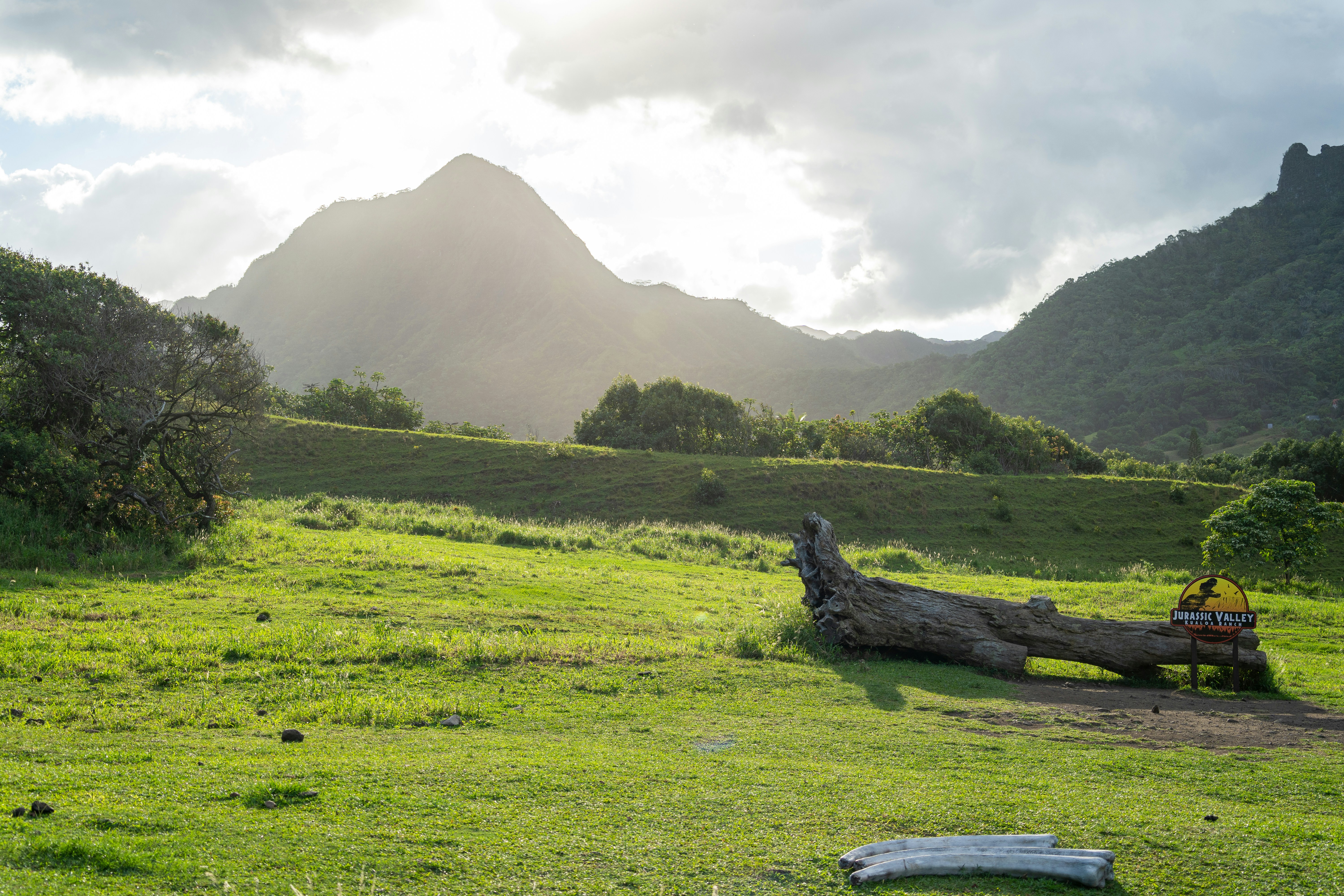 A large tree laying on top of a lush green field photo – Free Koolauloa ...