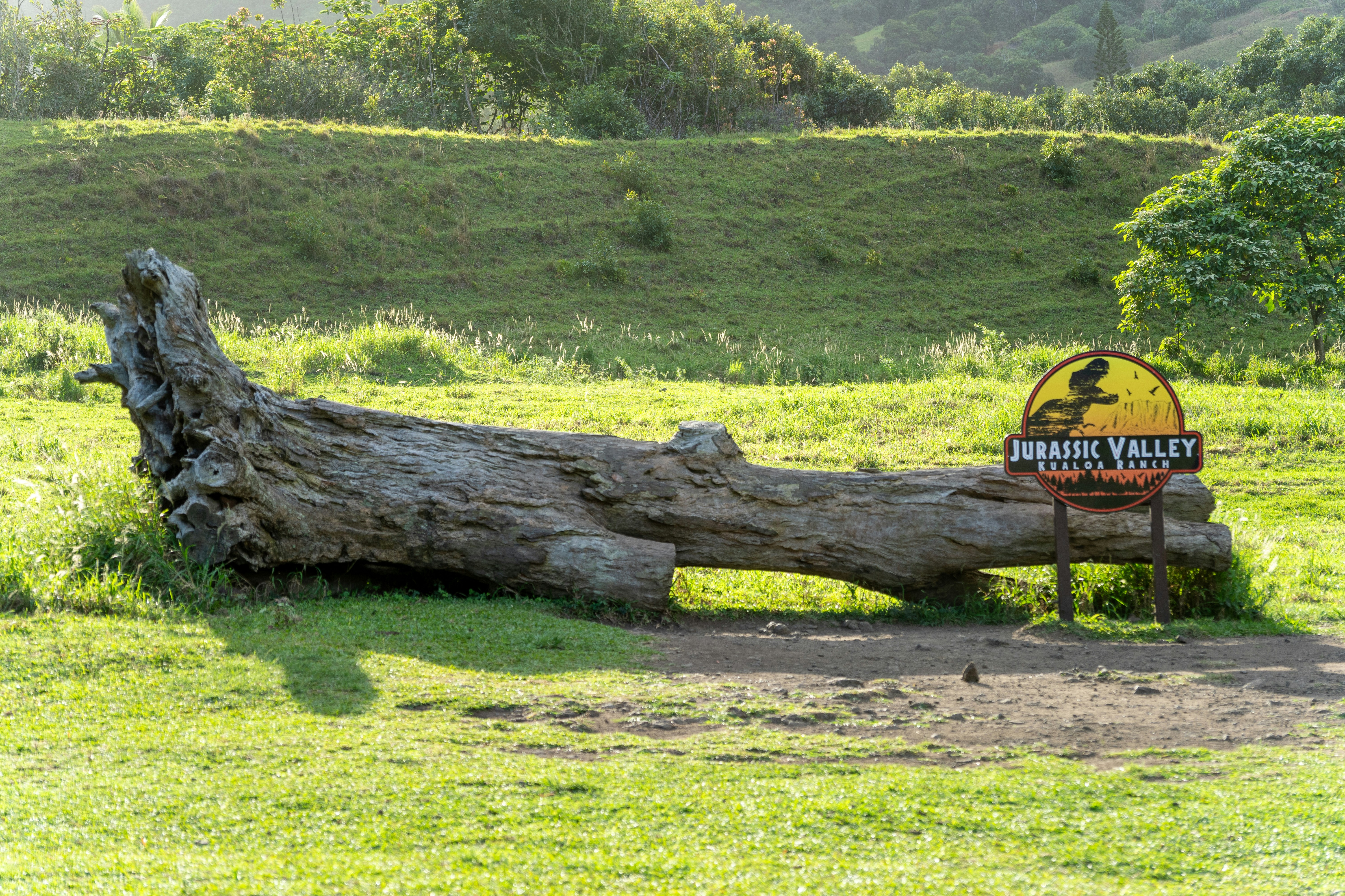 A fallen tree laying on top of a lush green field photo – Free ...