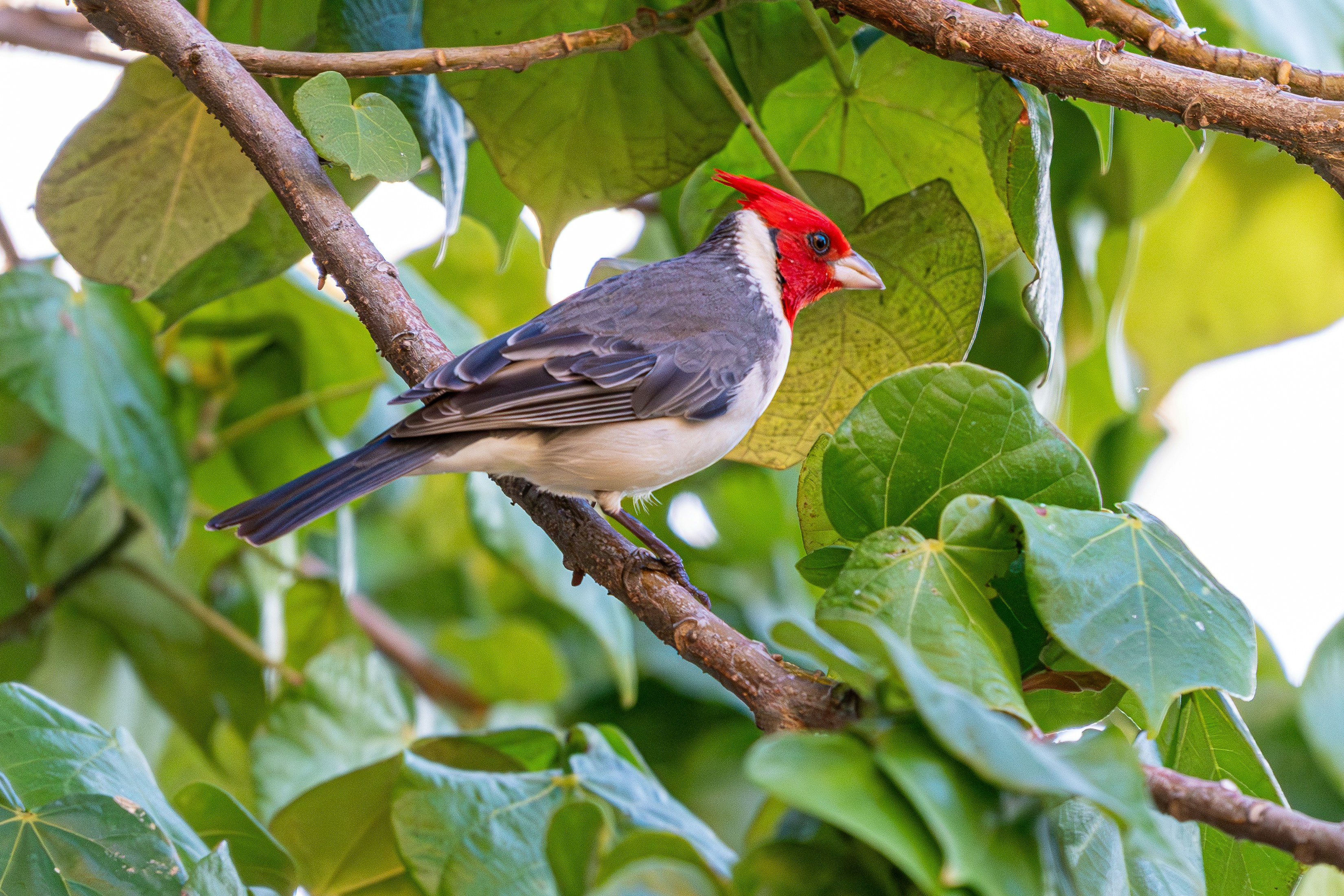 A bird with a red head sitting on a tree branch photo – Free Bird Image ...
