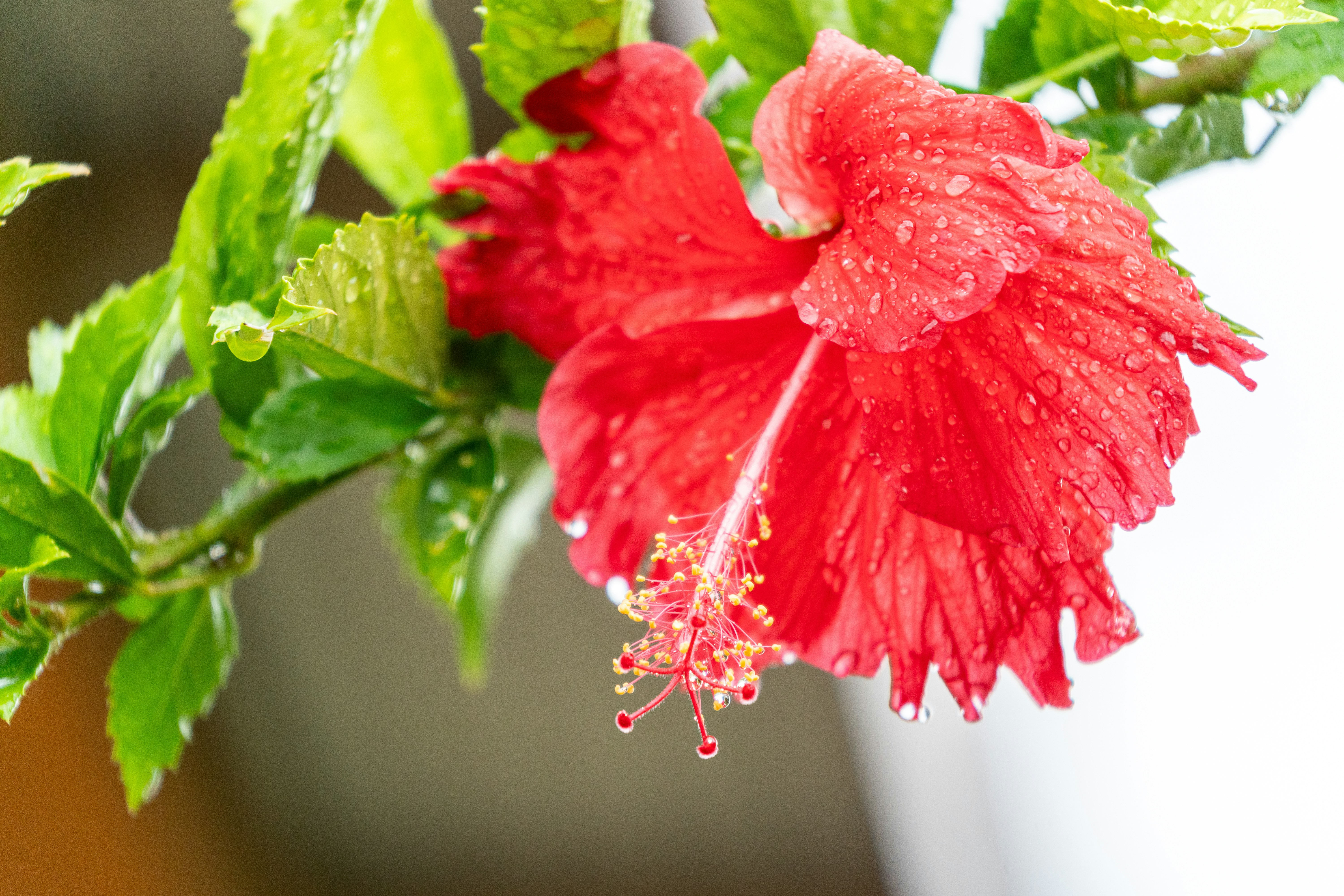 A close up of a red flower with green leaves photo – Free Tuvalu Image ...
