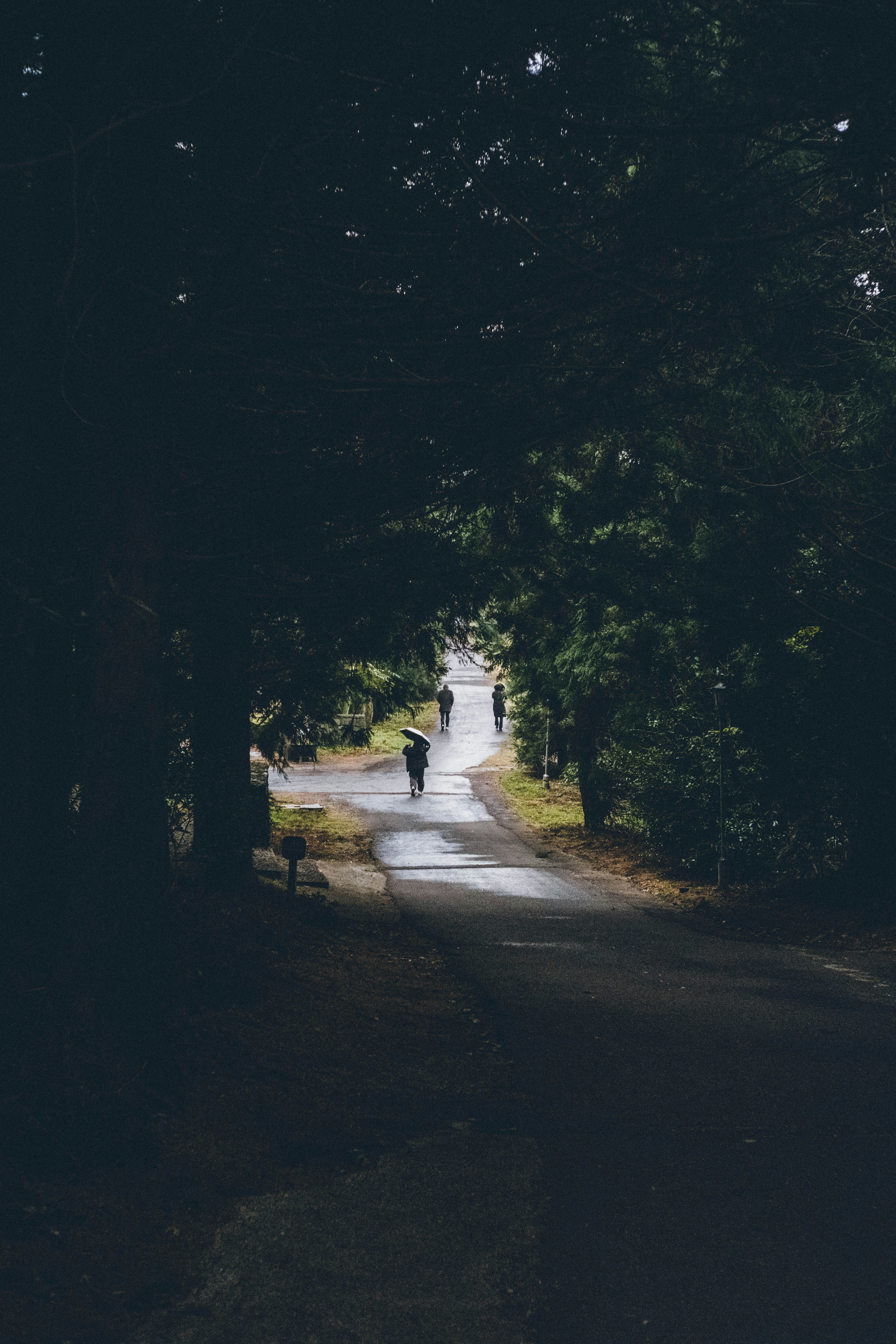A person riding a bike down a tree lined road
