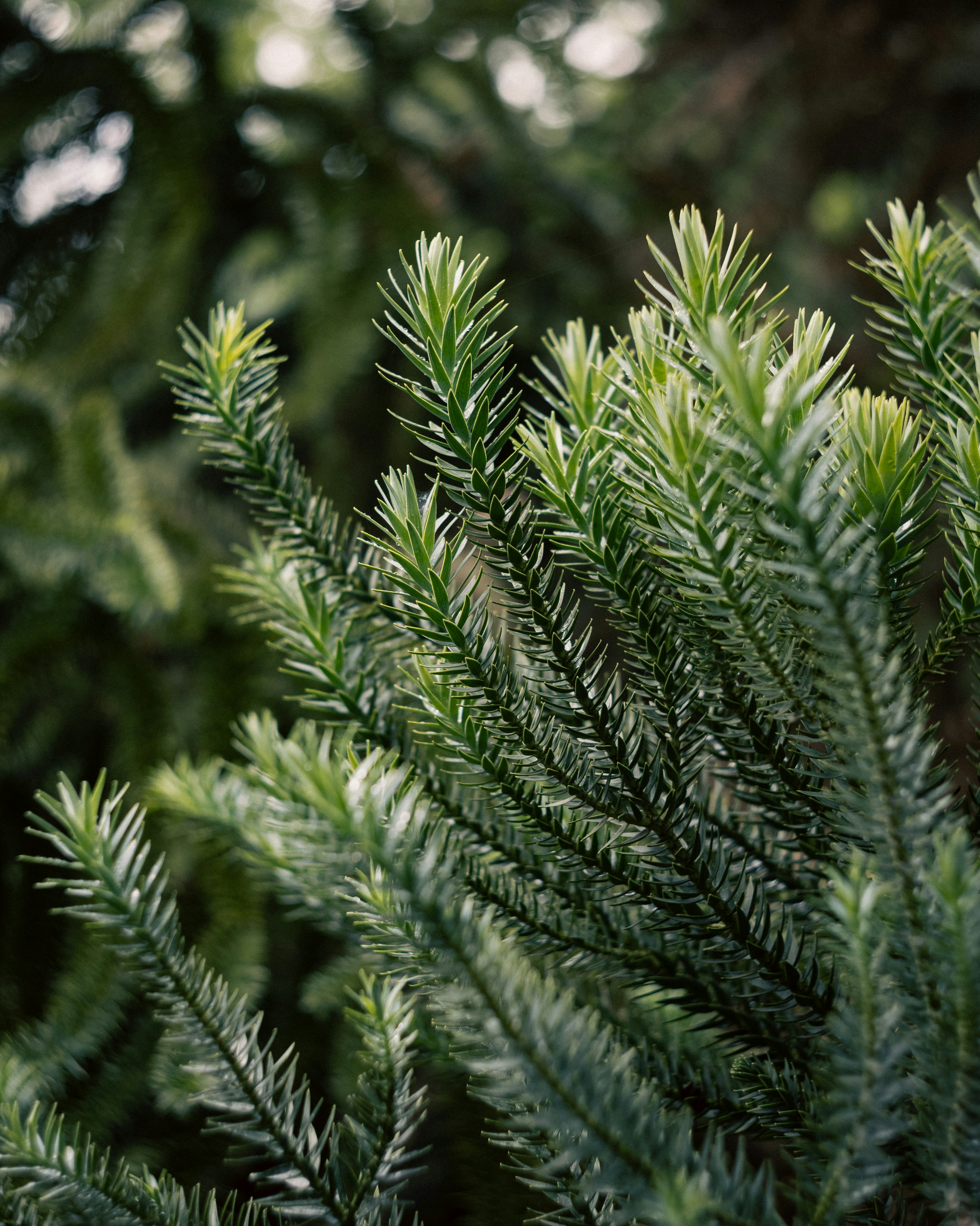 A close up of a pine tree branch photo – Free Plant Image on Unsplash