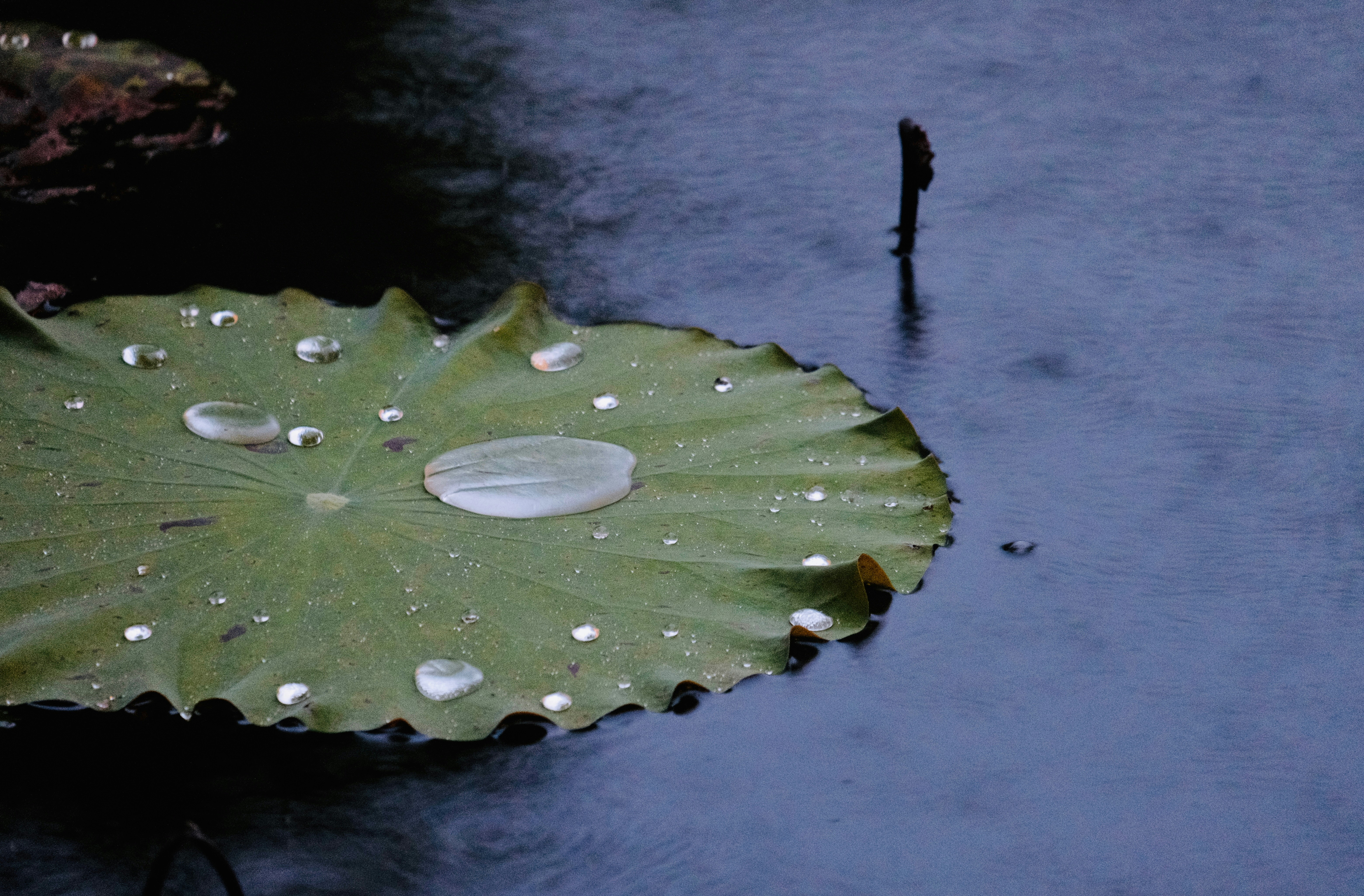 Moonlit Droplet on a Lily Pad Against a Quiet Blue Pond