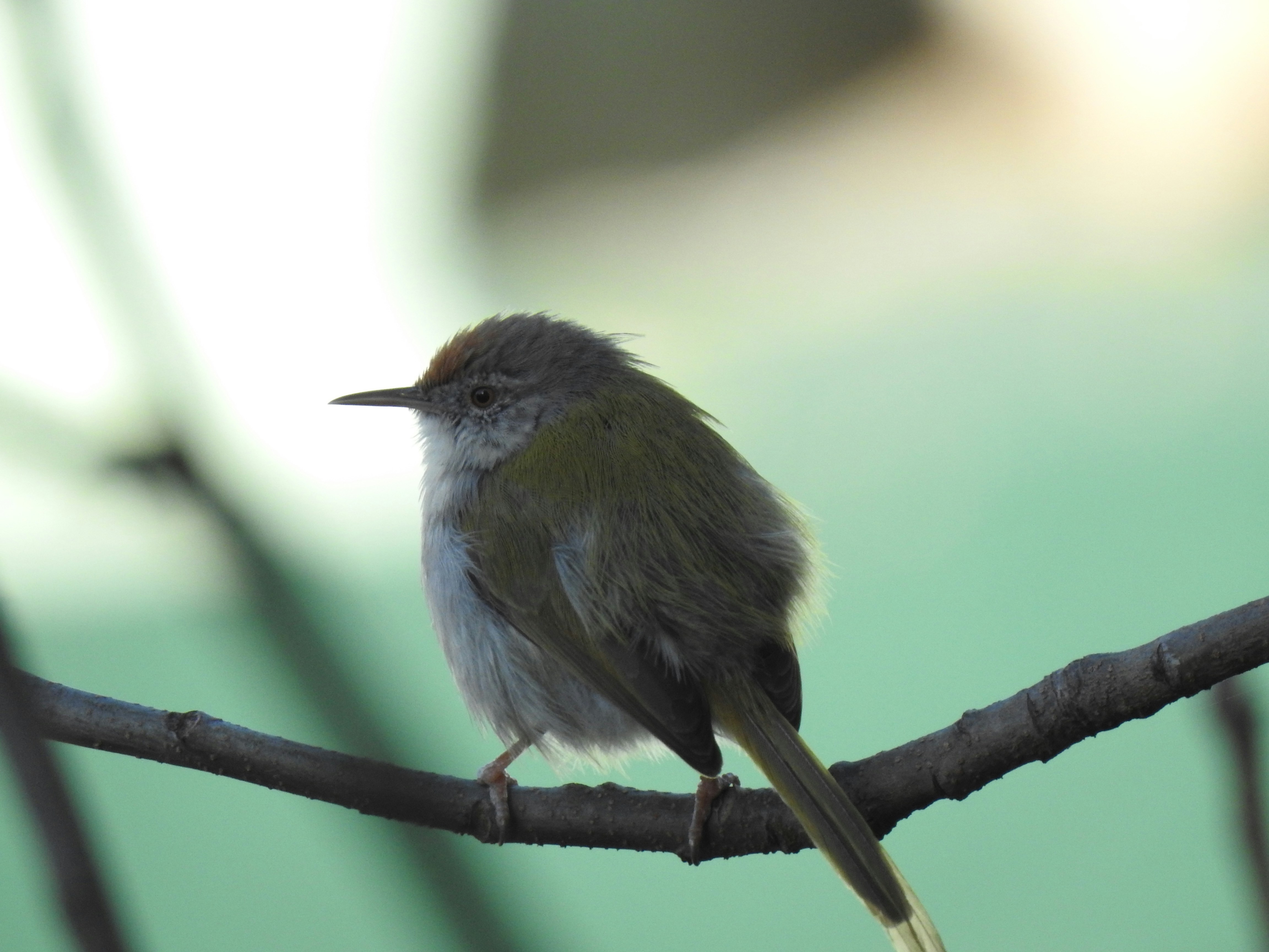 Olive Warbler on a Narrow Branch in Soft Green Light