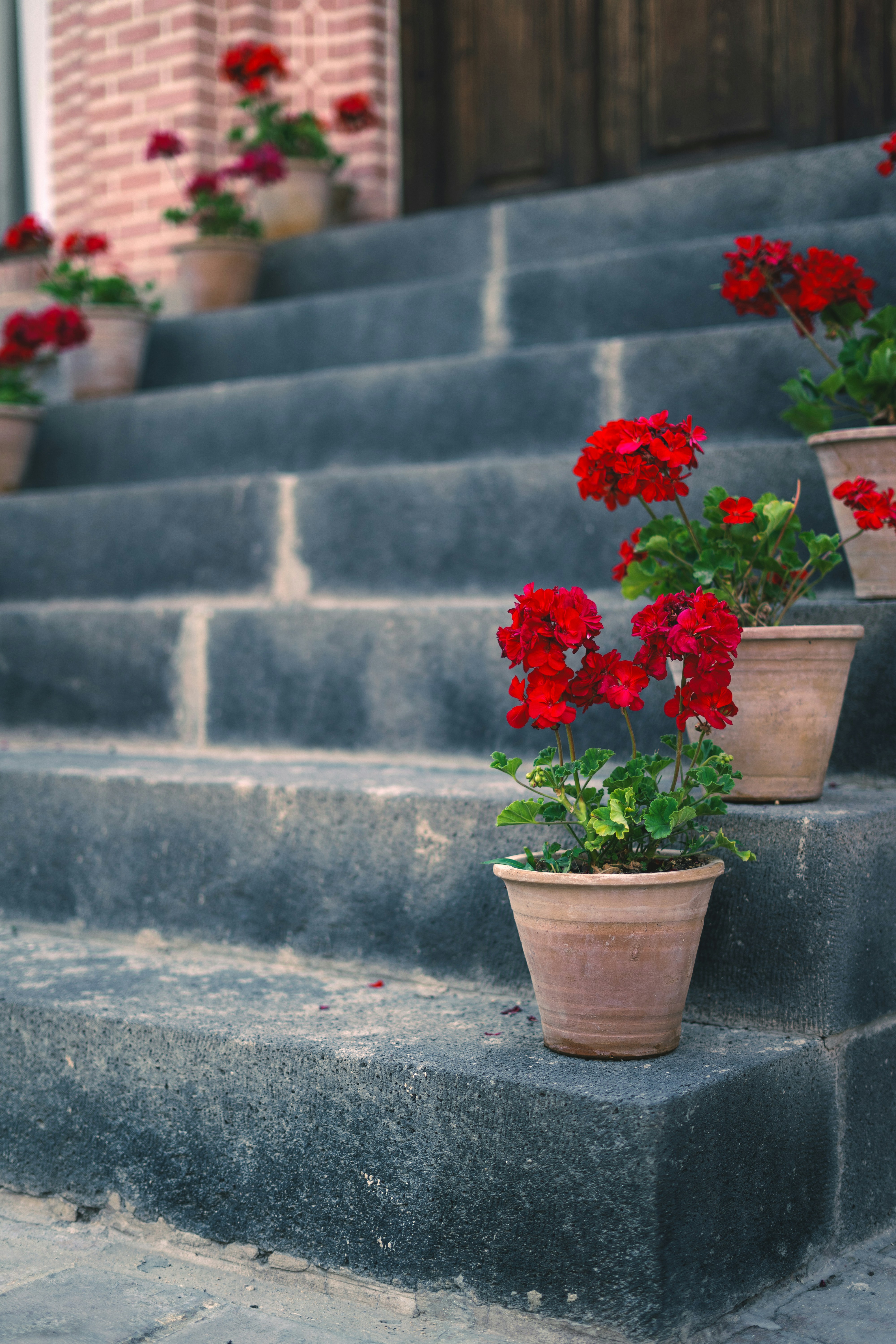 A bunch of flowers that are sitting on some steps photo – Free Plant ...