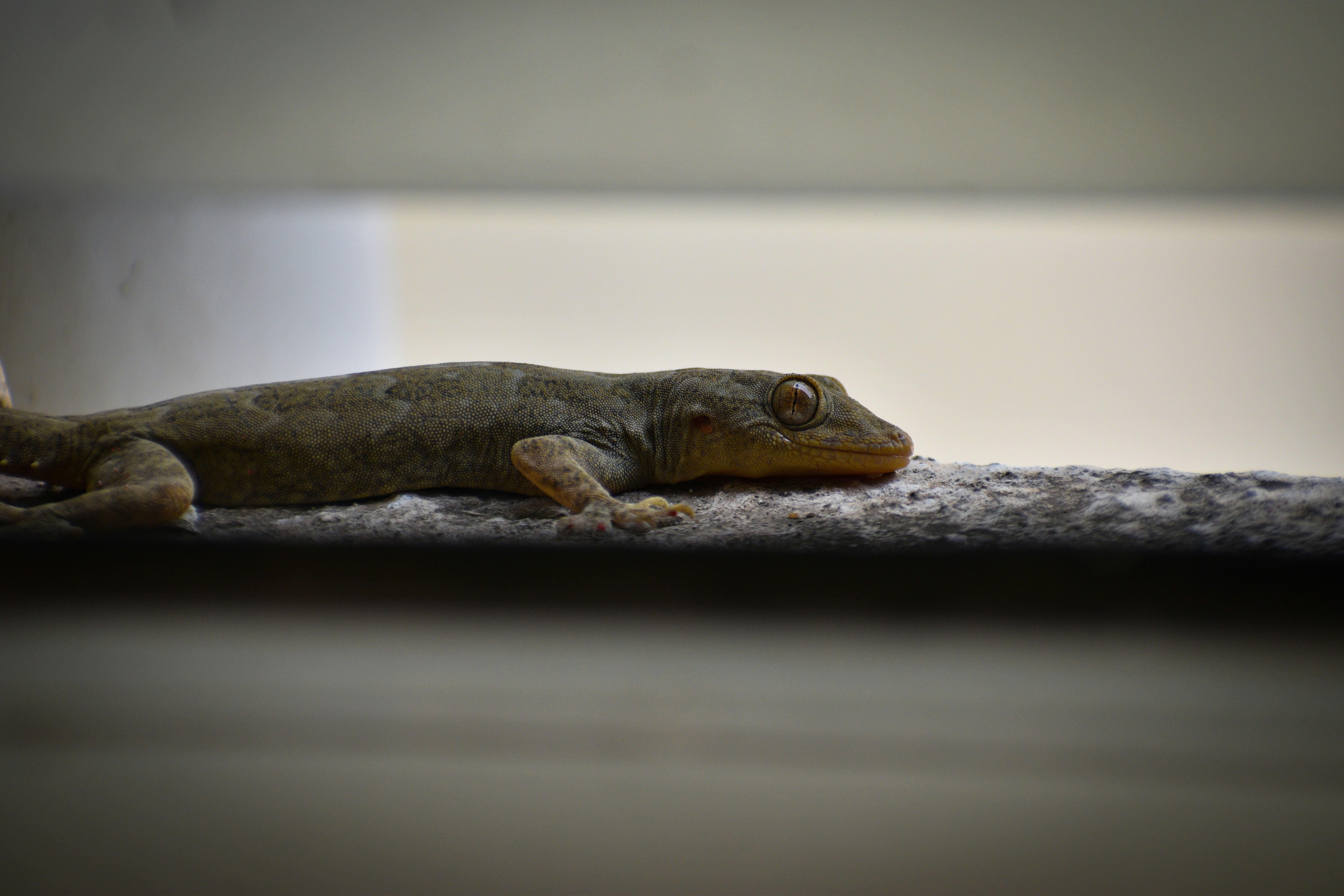 Ledgebound Gecko: A Narrow Portrait in Soft Focus